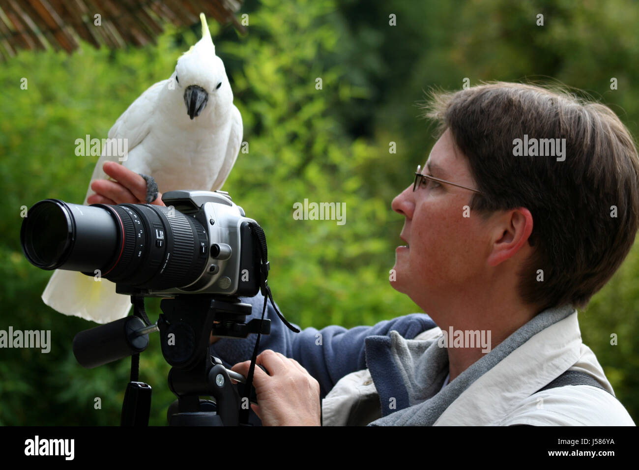 pet bird contentedness birds look glancing see view looking peeking ...