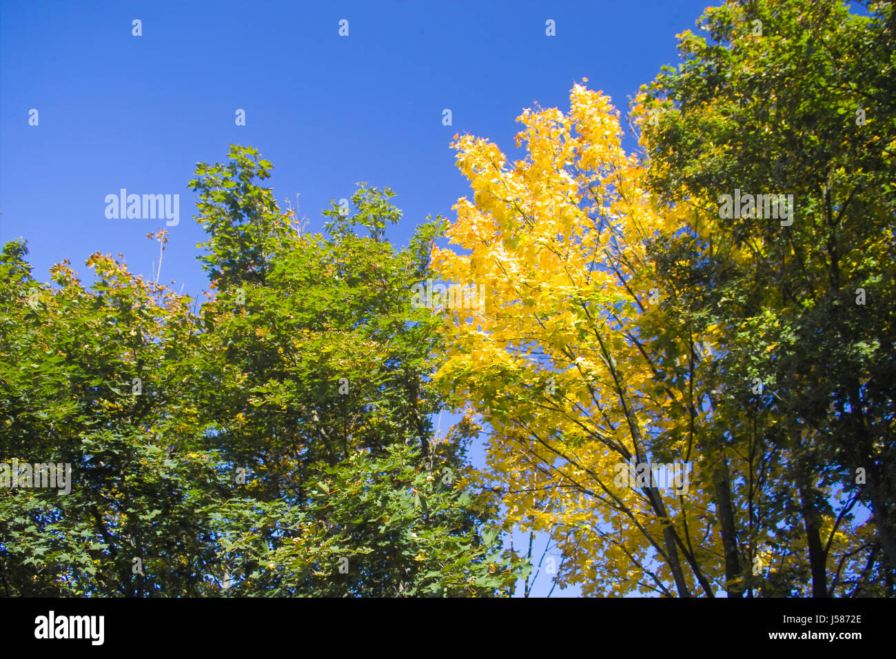 blue tree trees green leaves coloured colourful gorgeous multifarious ...