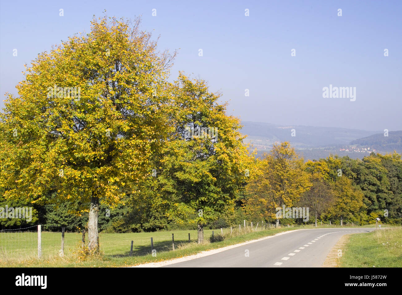 tree trees green leaves coloured colourful gorgeous multifarious richly ...