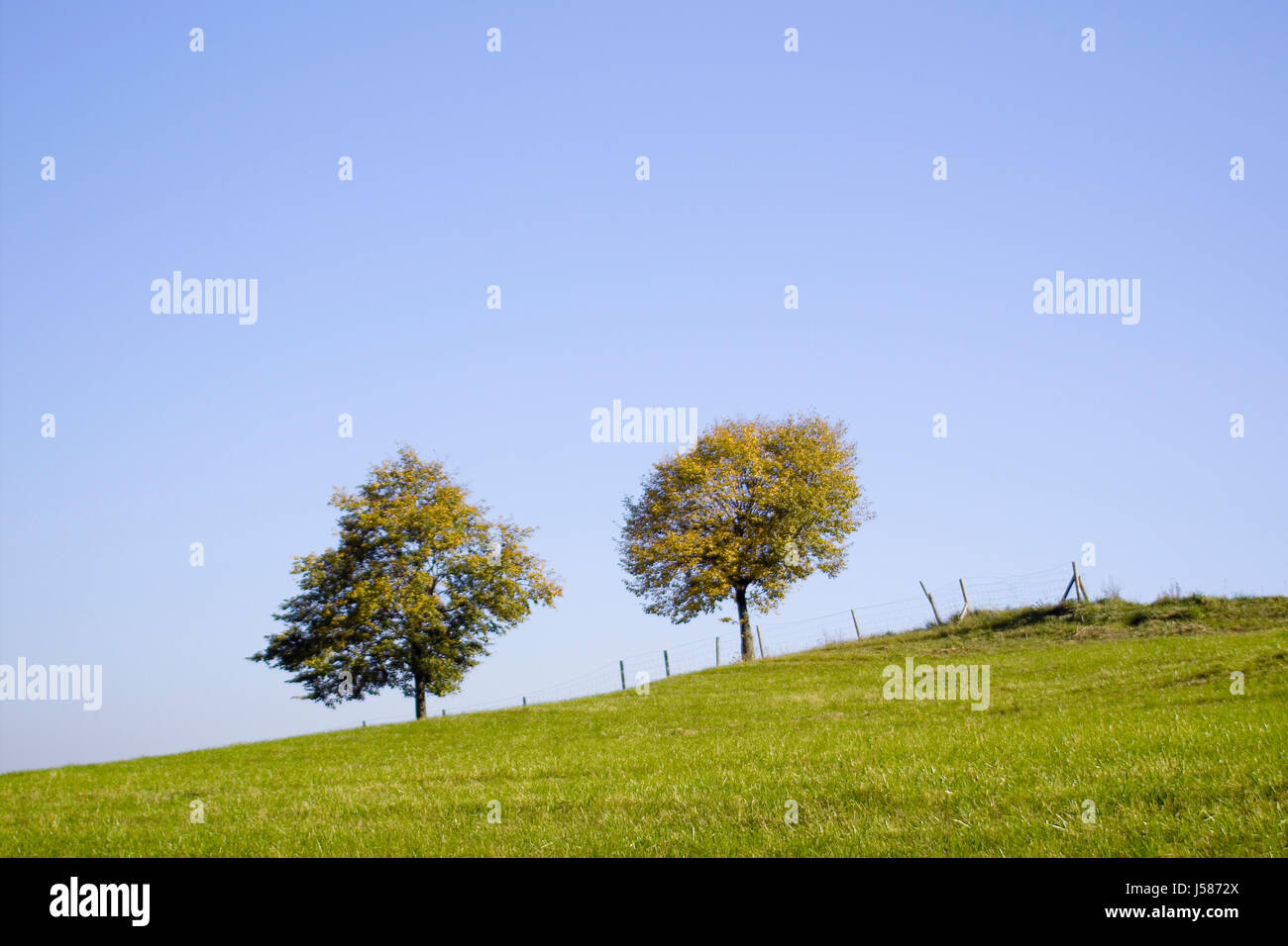 blue tree trees hill green coloured colourful gorgeous multifarious ...