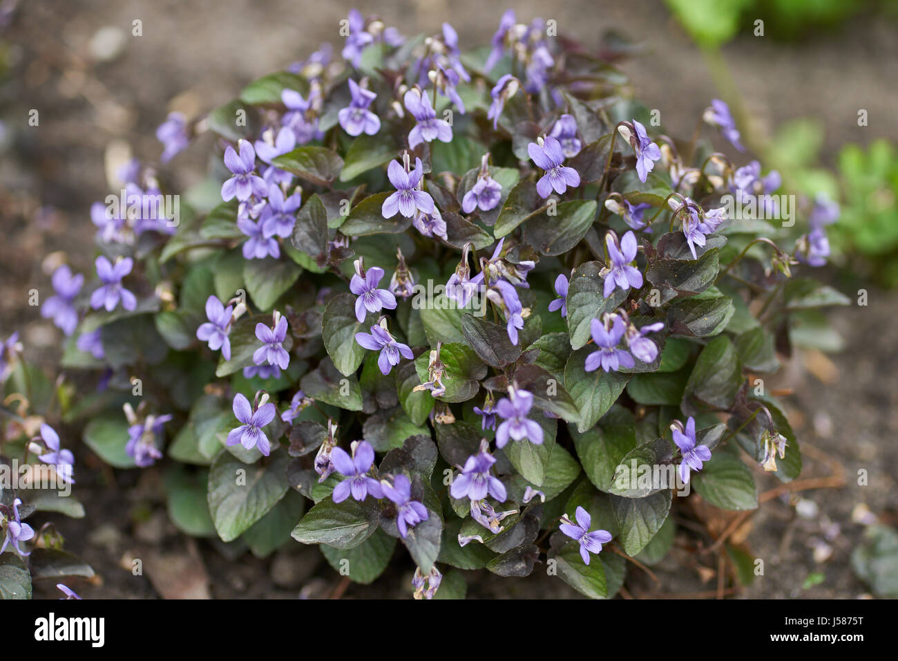 Cluster of Viola labradorica flowers in full bloom Alpine dog violet ...