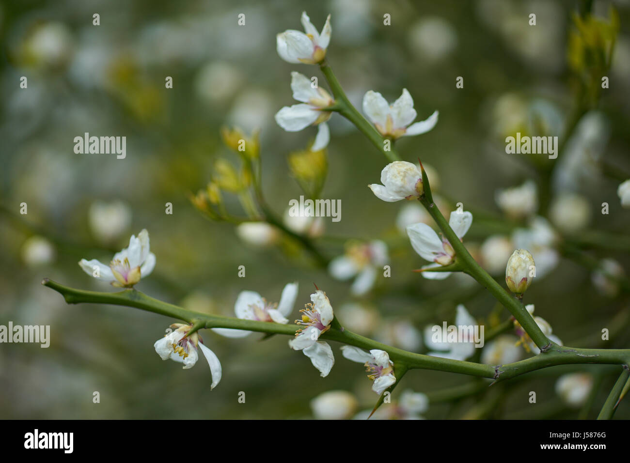 Trifoliate orange booming bitter orange hardy orange blossom Poncirus ...