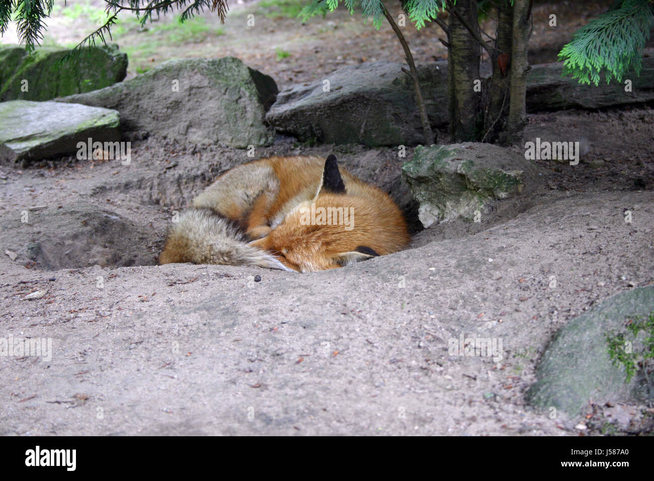 Fox sleeping burrow hi-res stock photography and images - Alamy