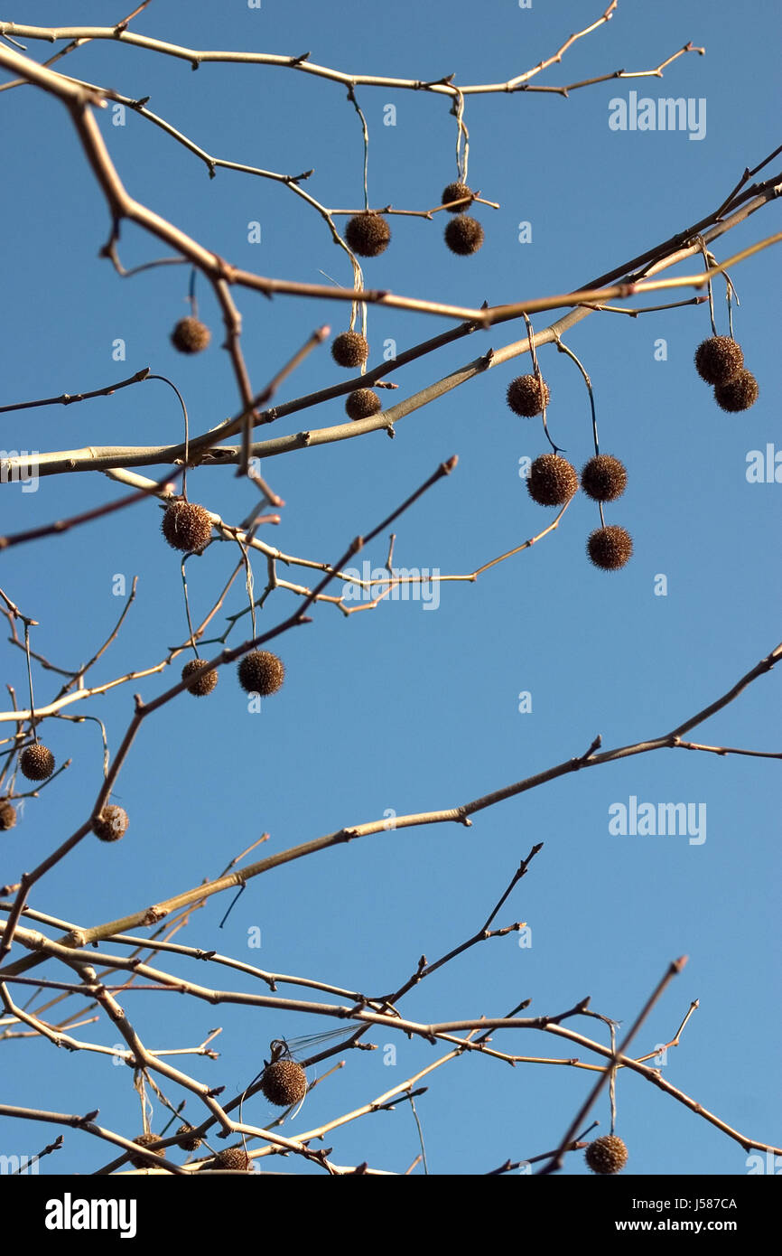 Trees seed hi-res stock photography and images - Alamy