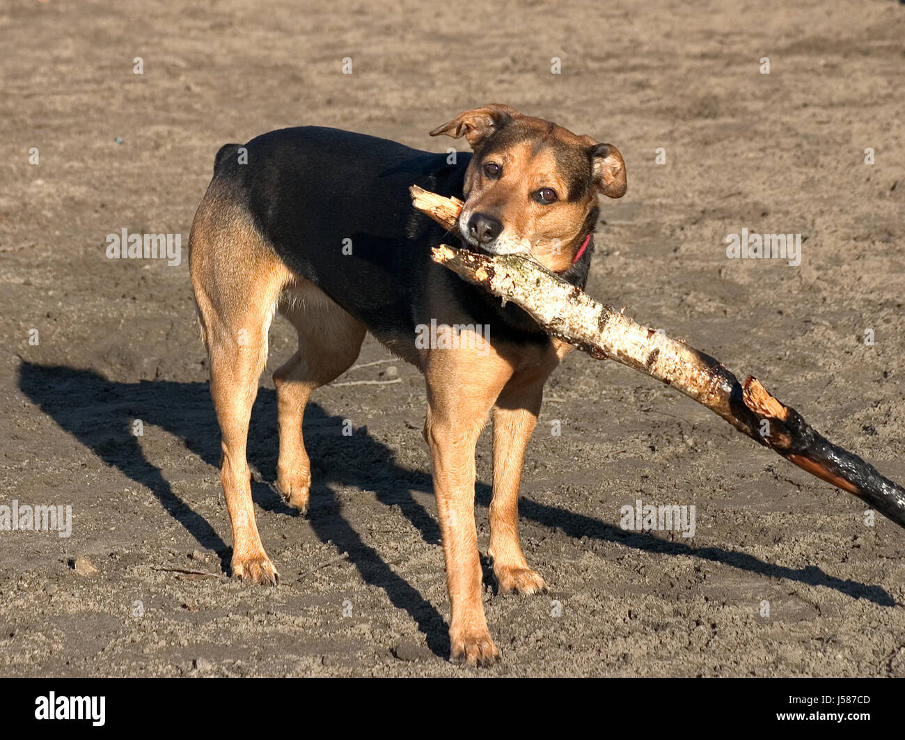 game tournament play playing plays played strong dog branch mongrel ...