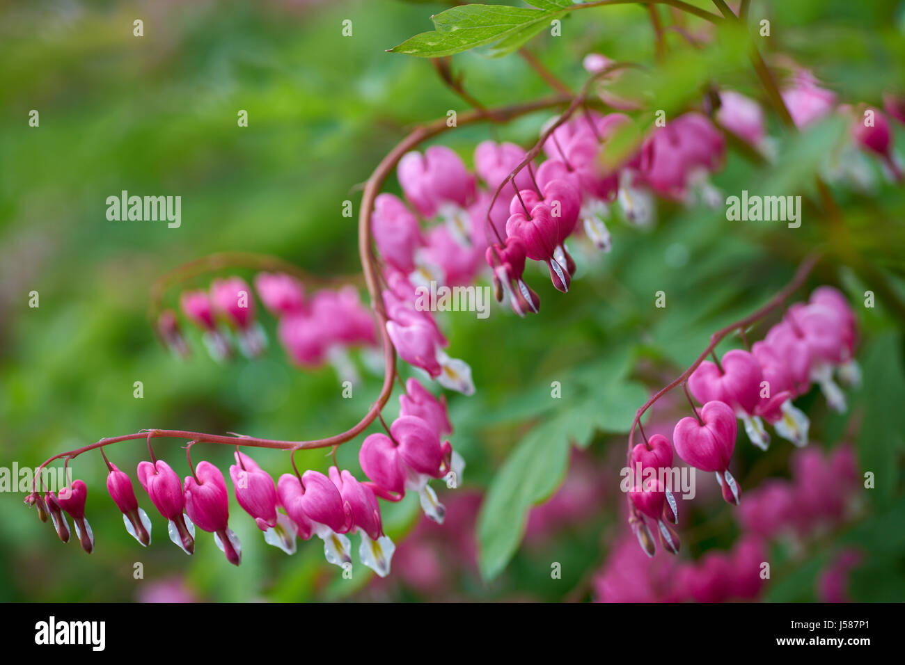 Asian bleeding heart hi-res stock photography and images - Alamy
