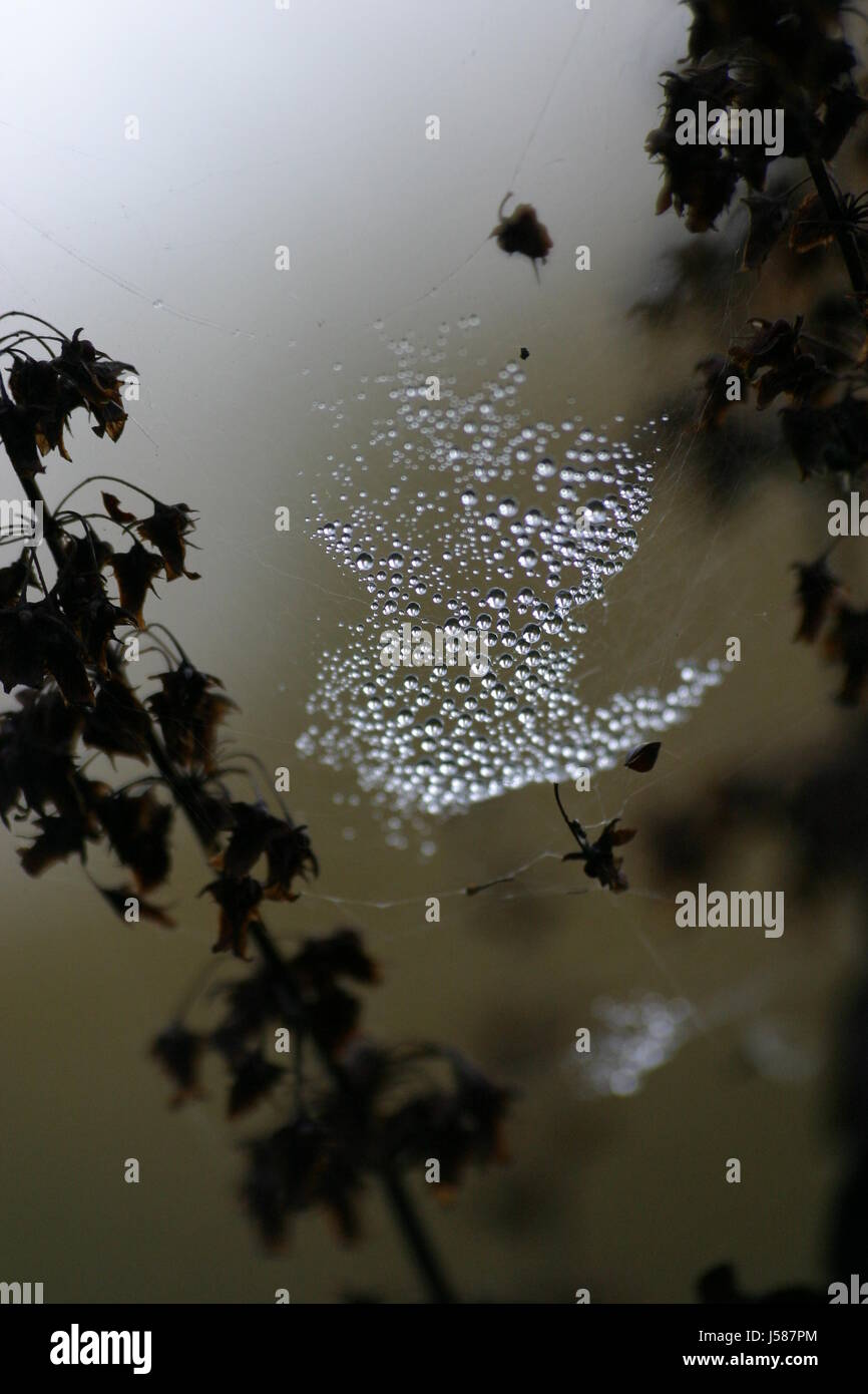 Pending plant hi-res stock photography and images - Alamy