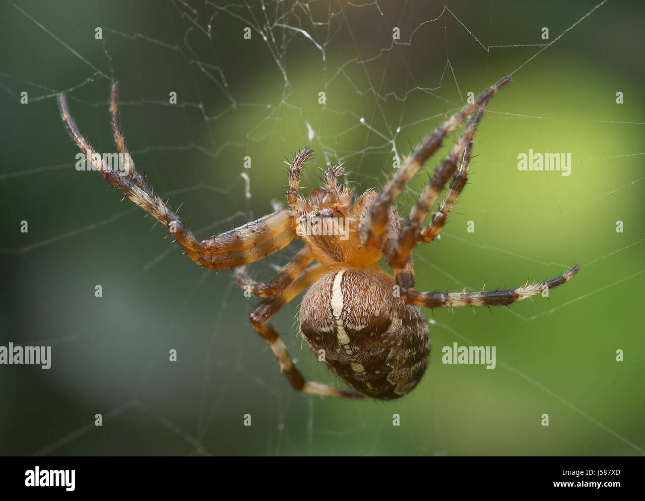 legs macro close-up macro admission close up view insect insects green ...