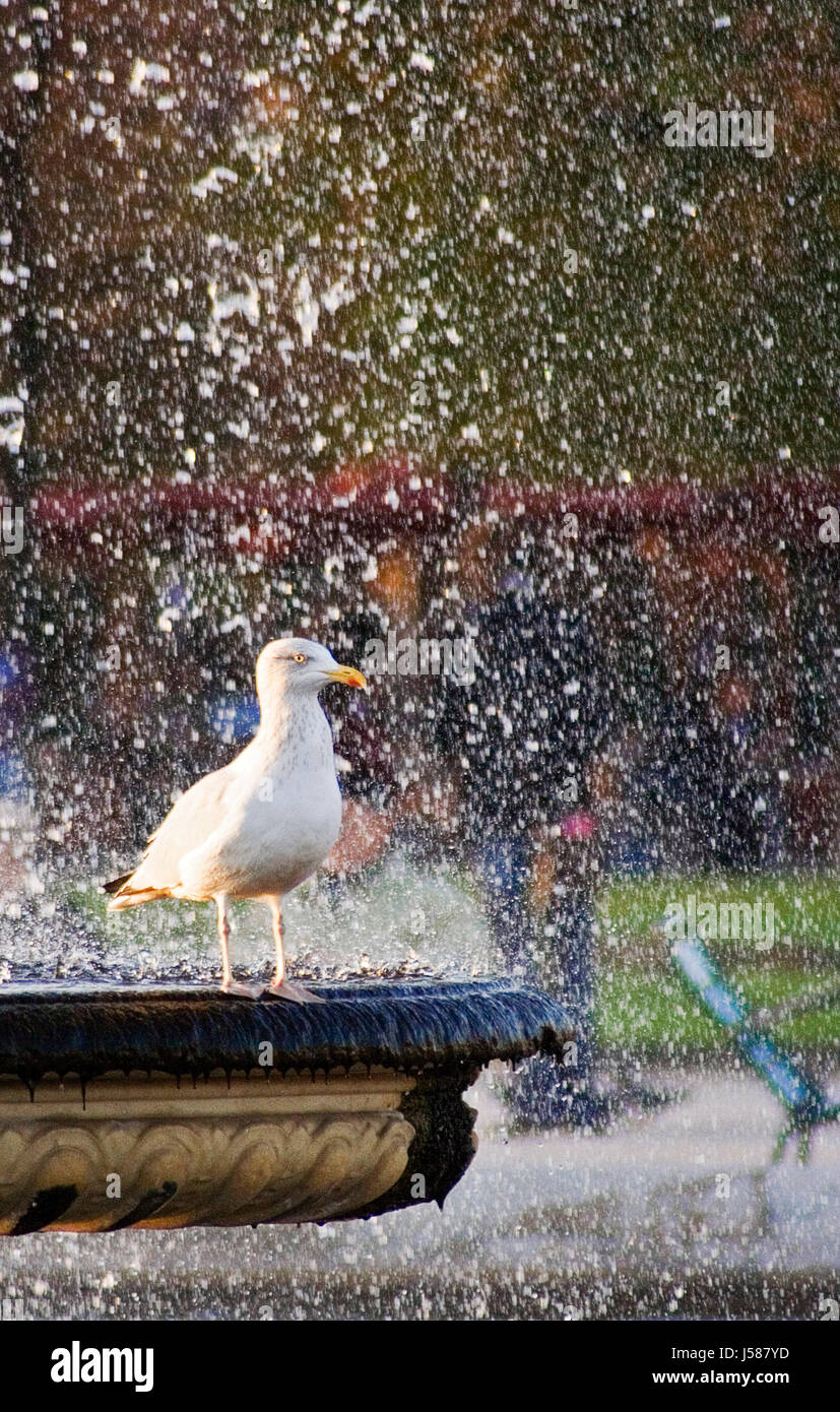 bird shower i Stock Photo - Alamy