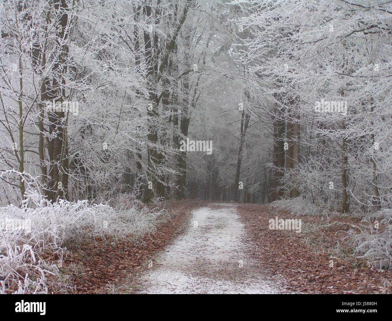 tree trees winter cold freeze scenery countryside nature wald rauhreif ...