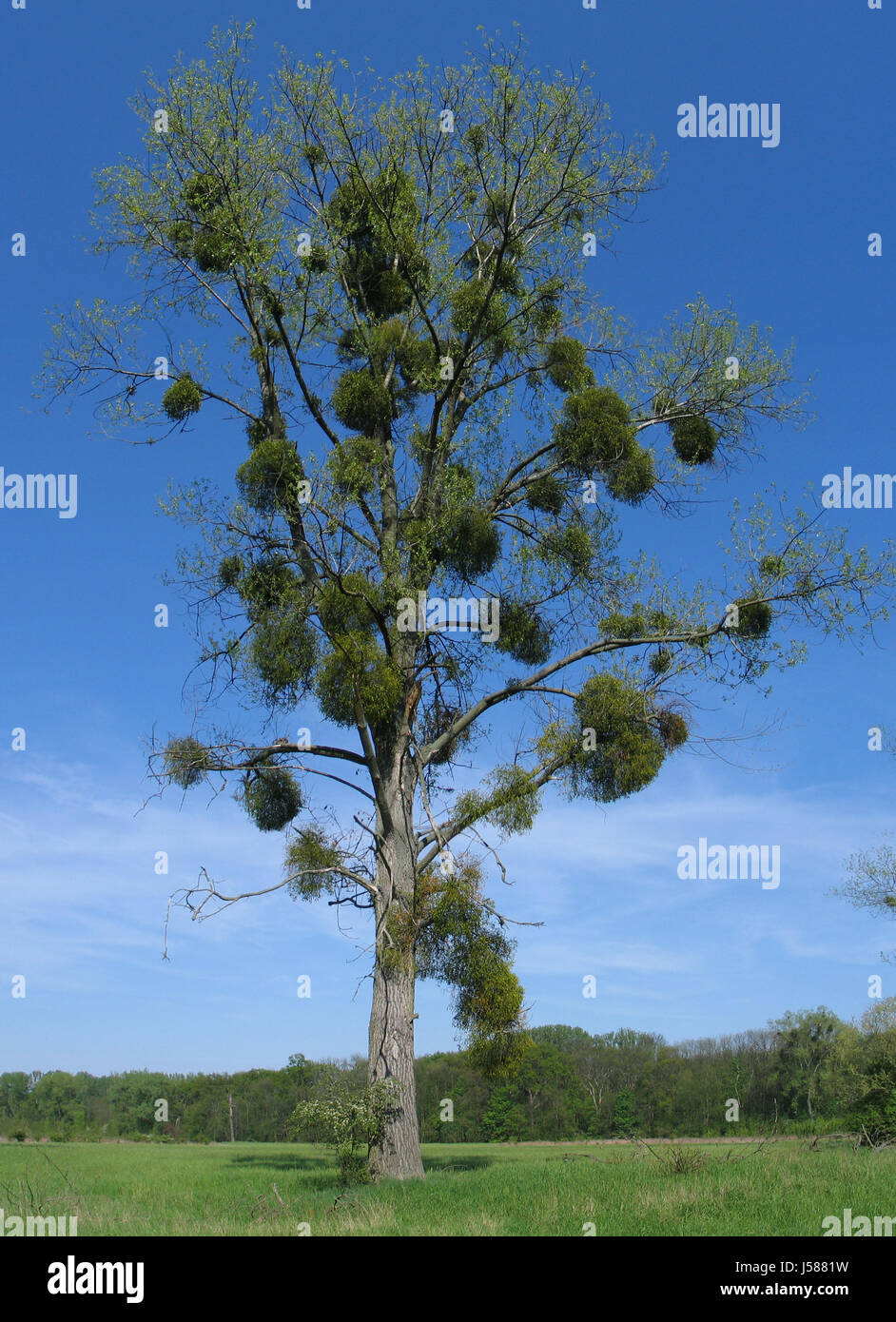 tree conservation of nature nature-sanctuary evergreen mistletoe ...