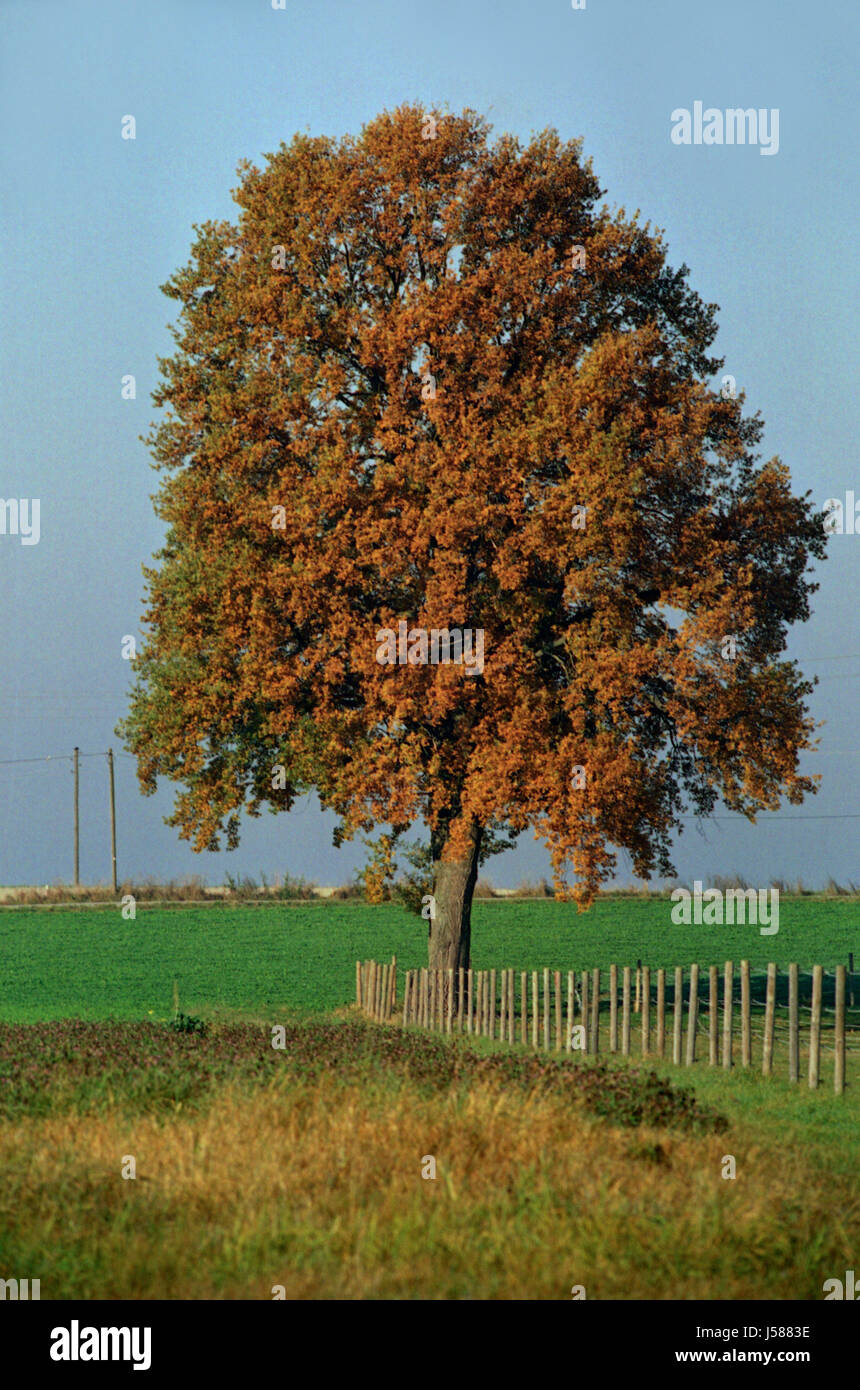 German oak tree hi-res stock photography and images - Alamy