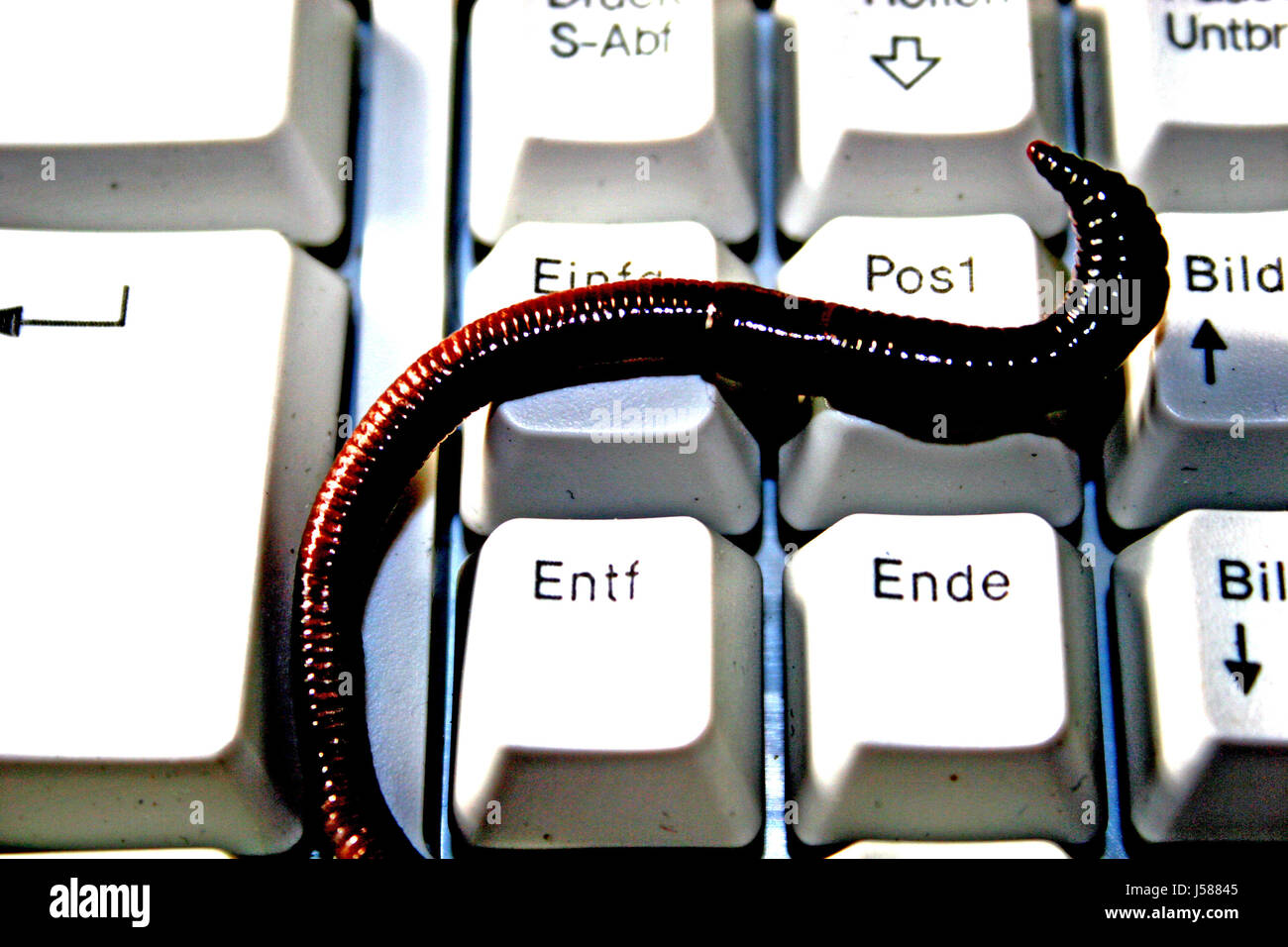 Computerwurm hi-res stock photography and images - Alamy