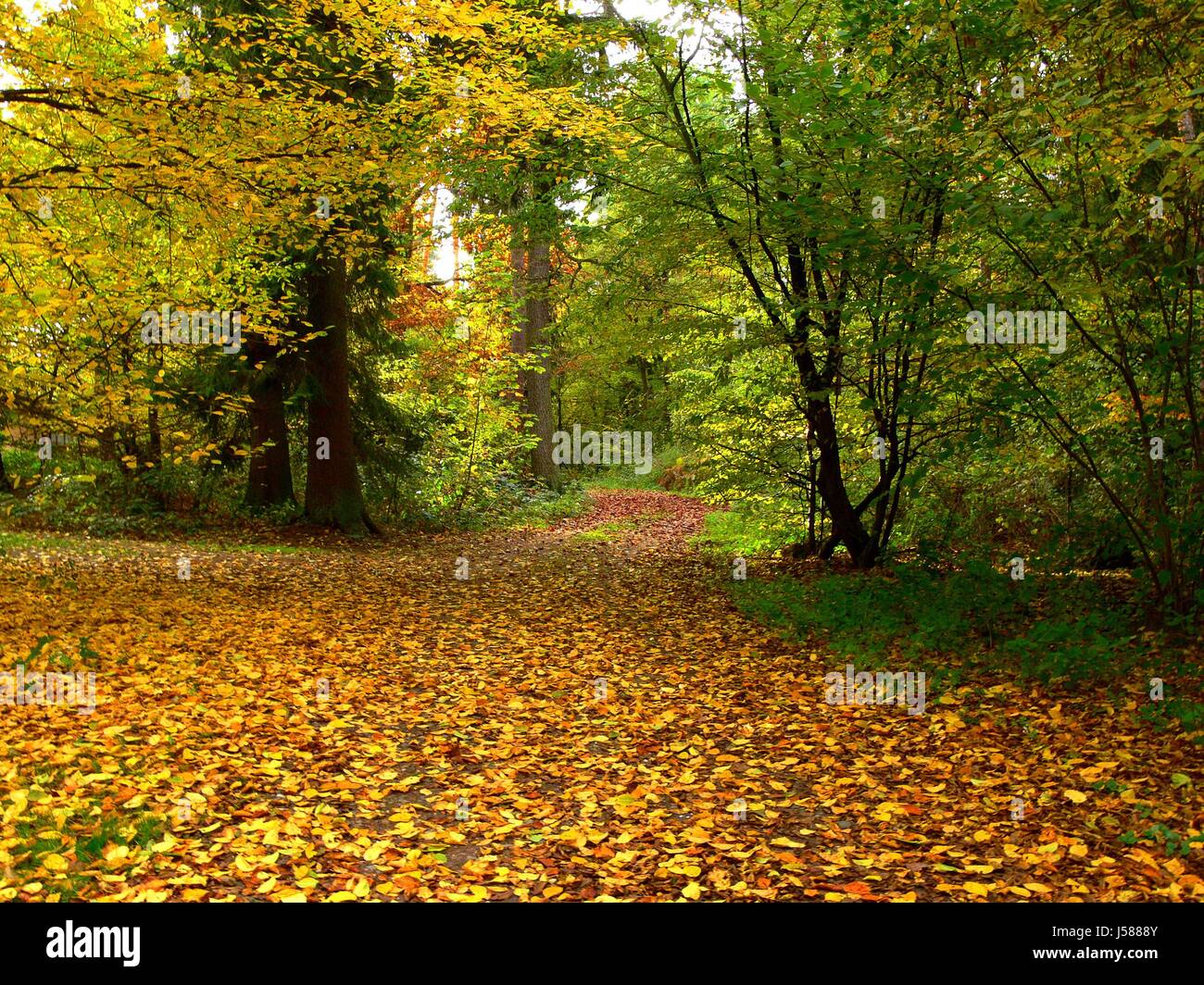 tree trees green leaves branches shine colour path way colors colours ...