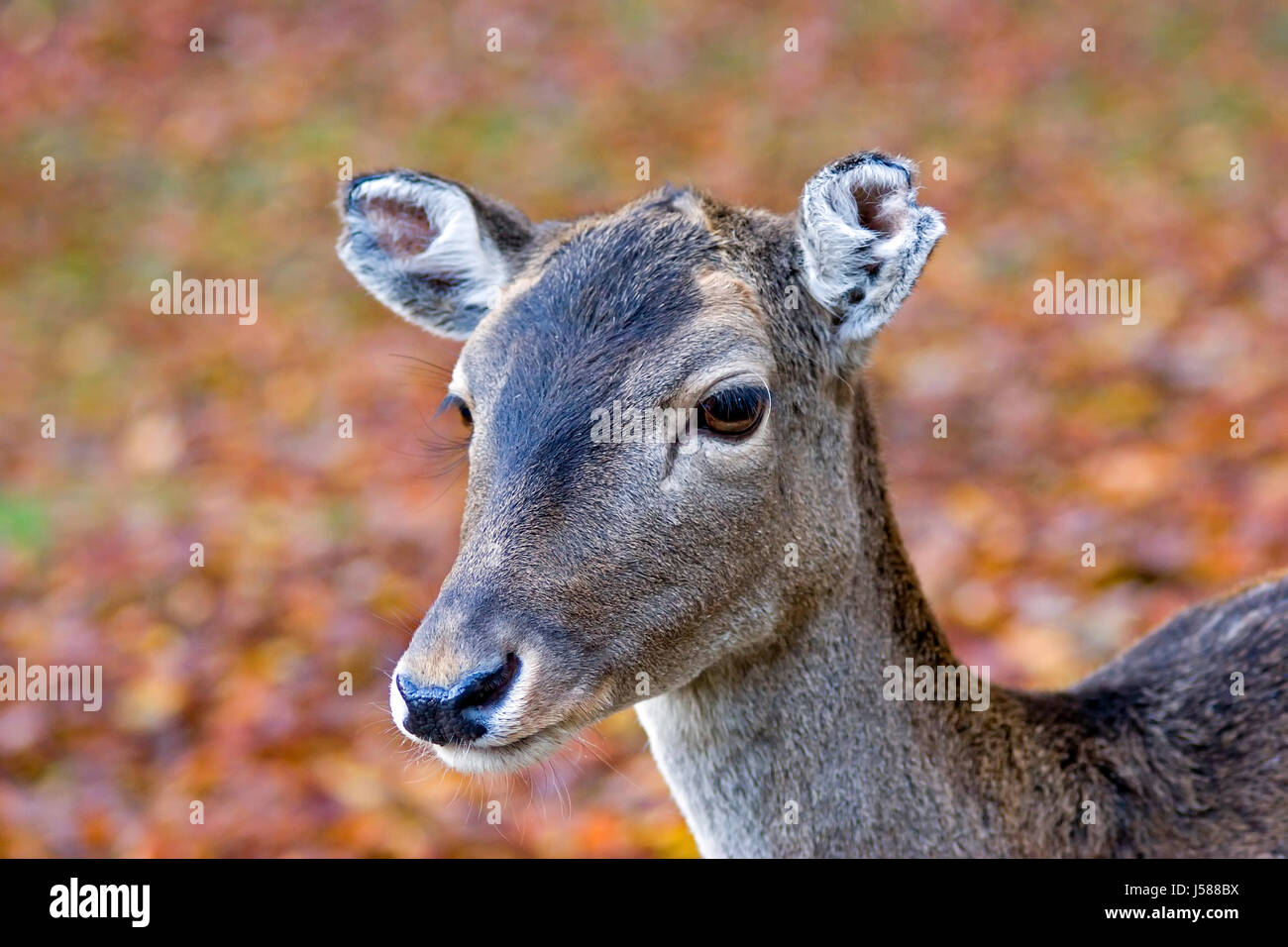 am i beautiful Stock Photo - Alamy