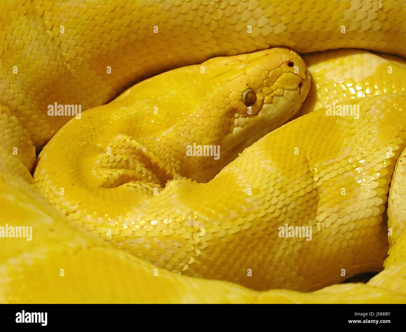 danger animal hovel snake wild animal poisonous snake snakeskin snake ...