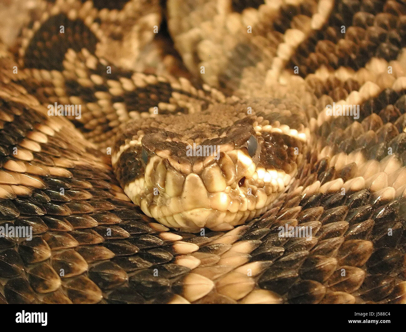 danger animal tongue hovel snake wild animal poisonous snake snakeskin ...