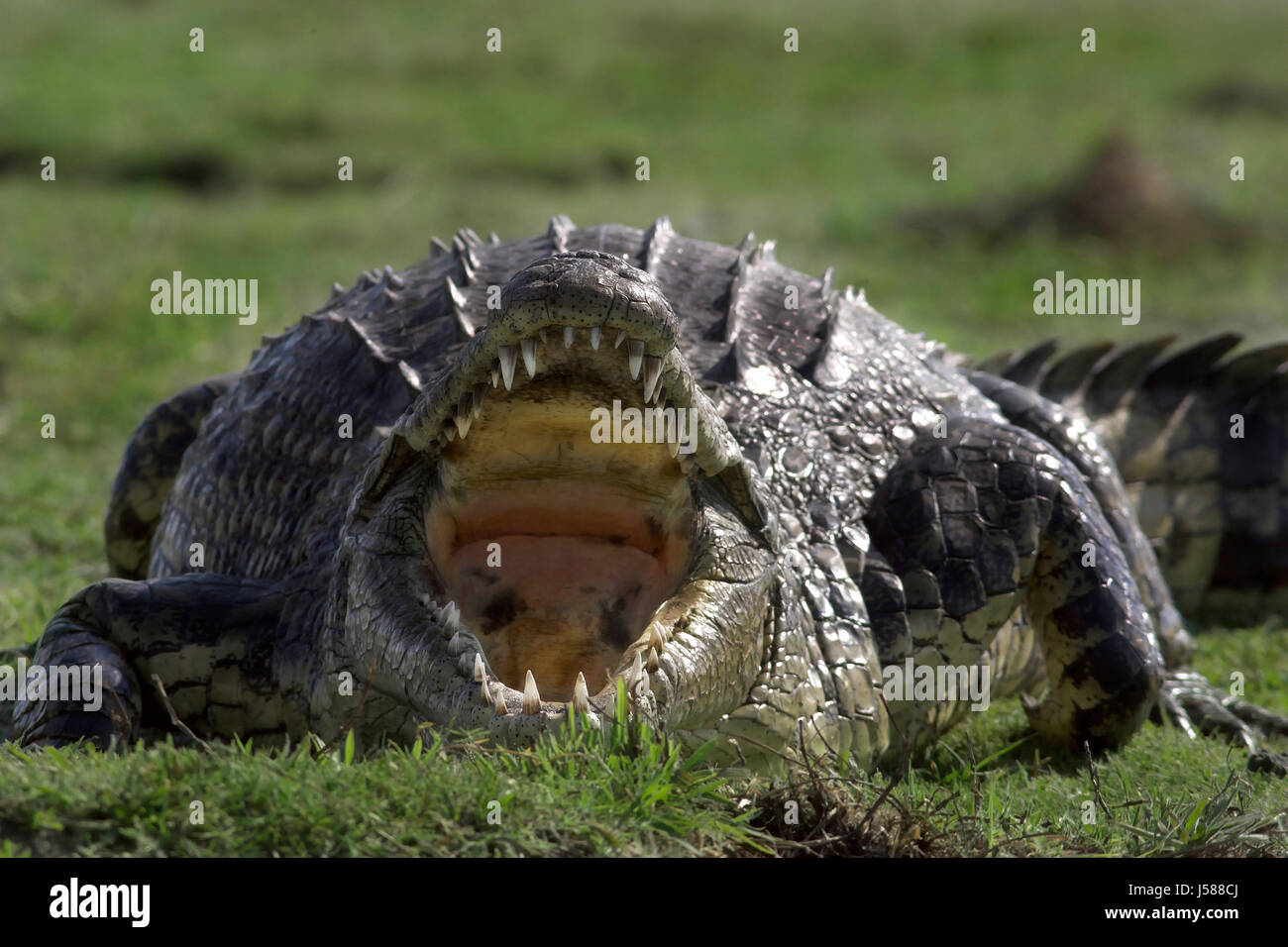 reptile mouth teeth crocodile dentist eye organ ahead open frontally ...