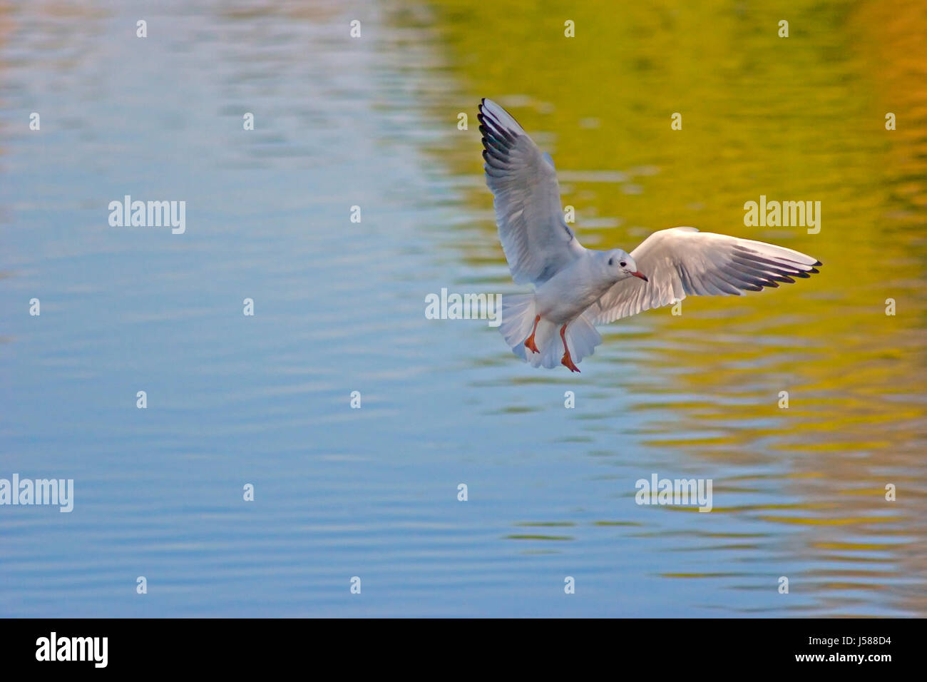 blue flight bird birds dream wing freedom liberty float feathers fresh ...