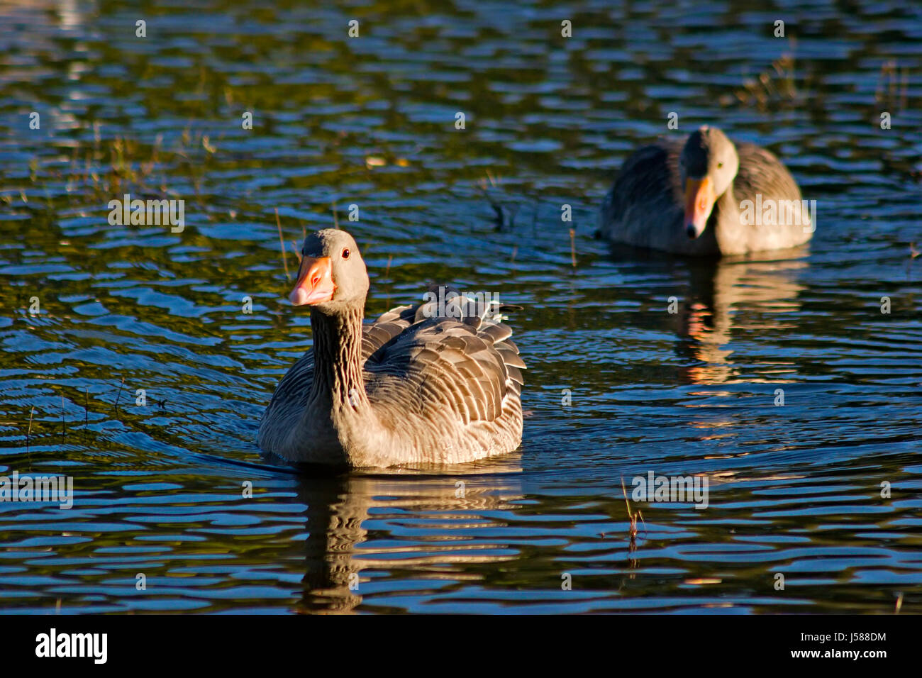 blue bird birds feathers beak geese fresh water pond water goose orange ...