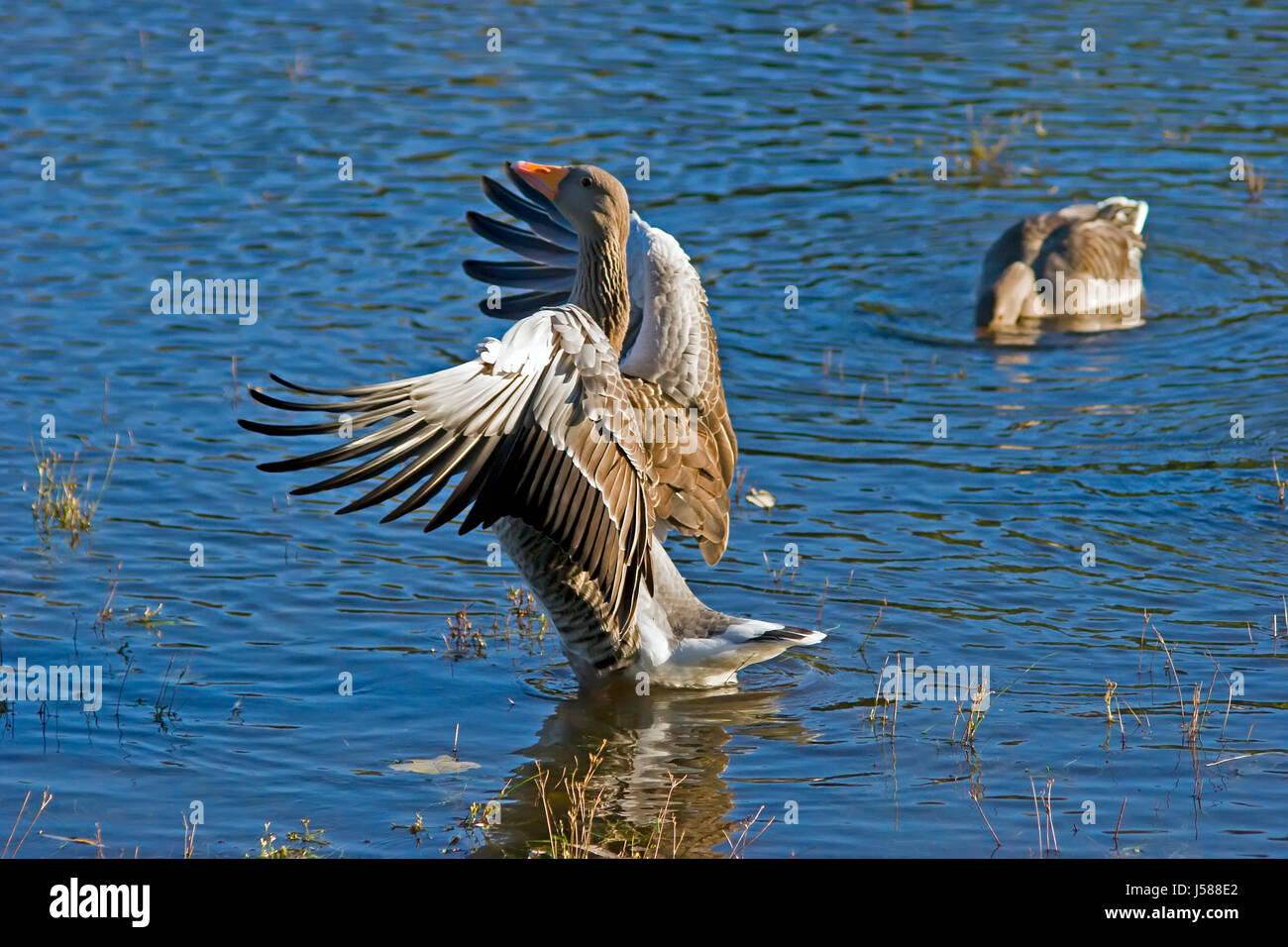 blue present bird birds wing feathers beak geese fresh water pond water ...
