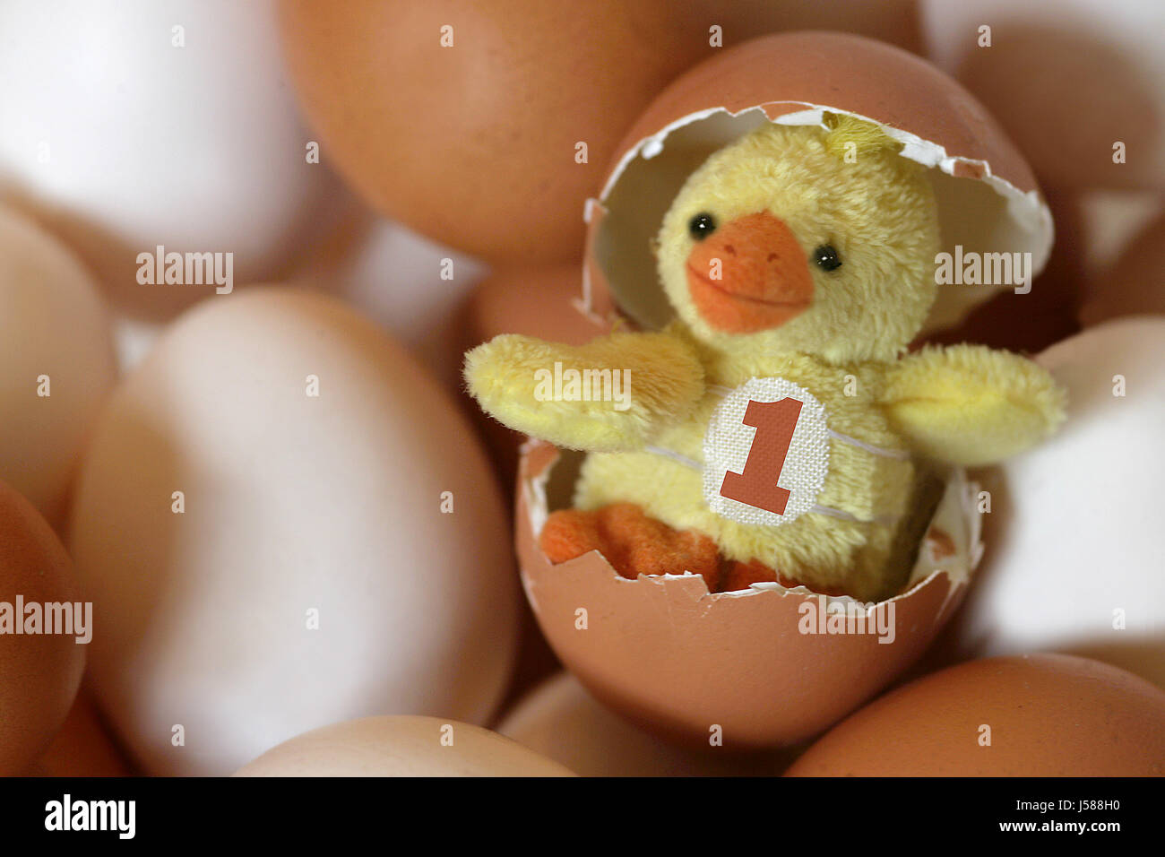 bird birds ahead duck winner egg sweepstakes chick chicken eggs lottery ...