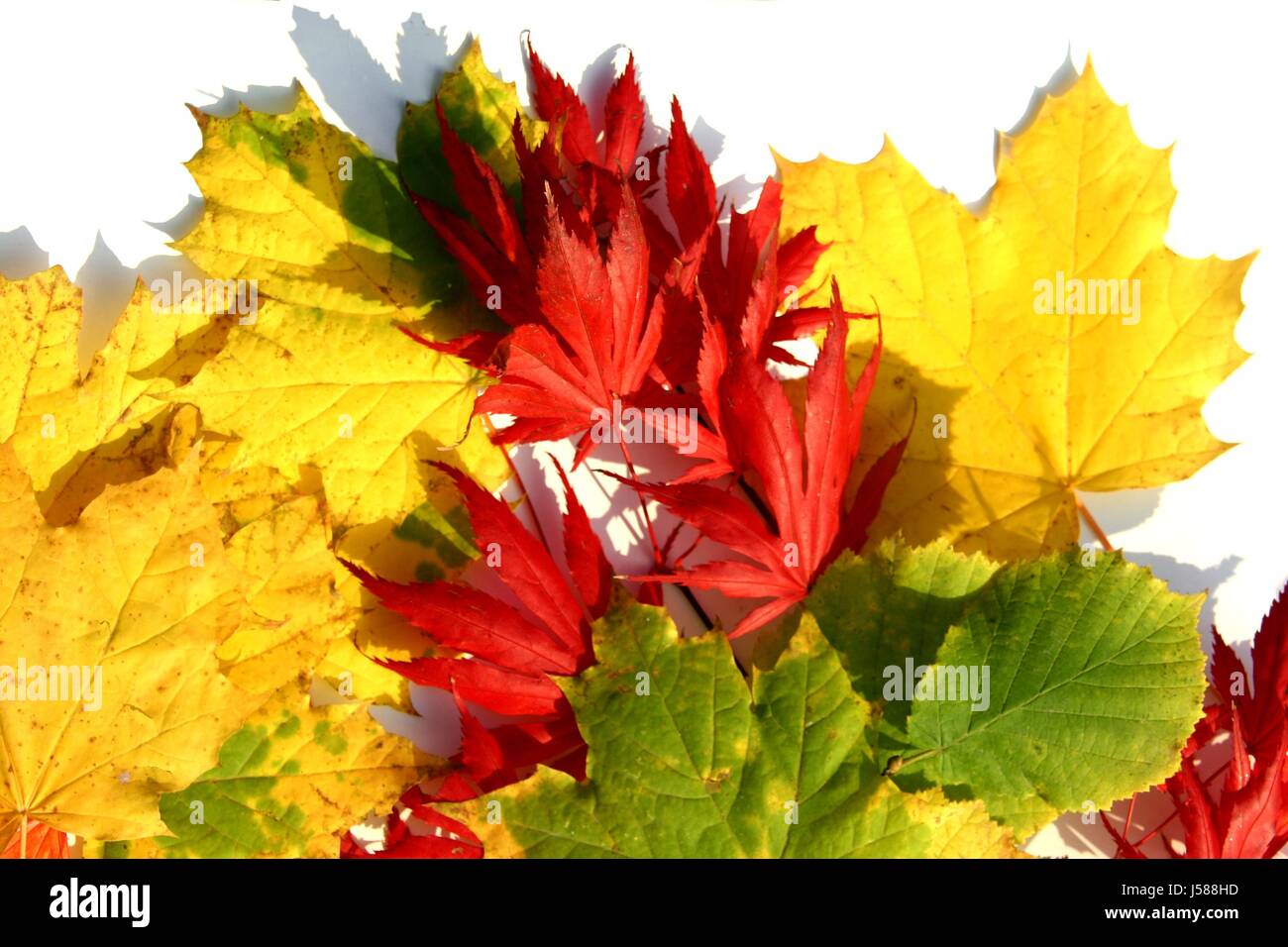 tree trees coloured colourful gorgeous multifarious richly coloured ...