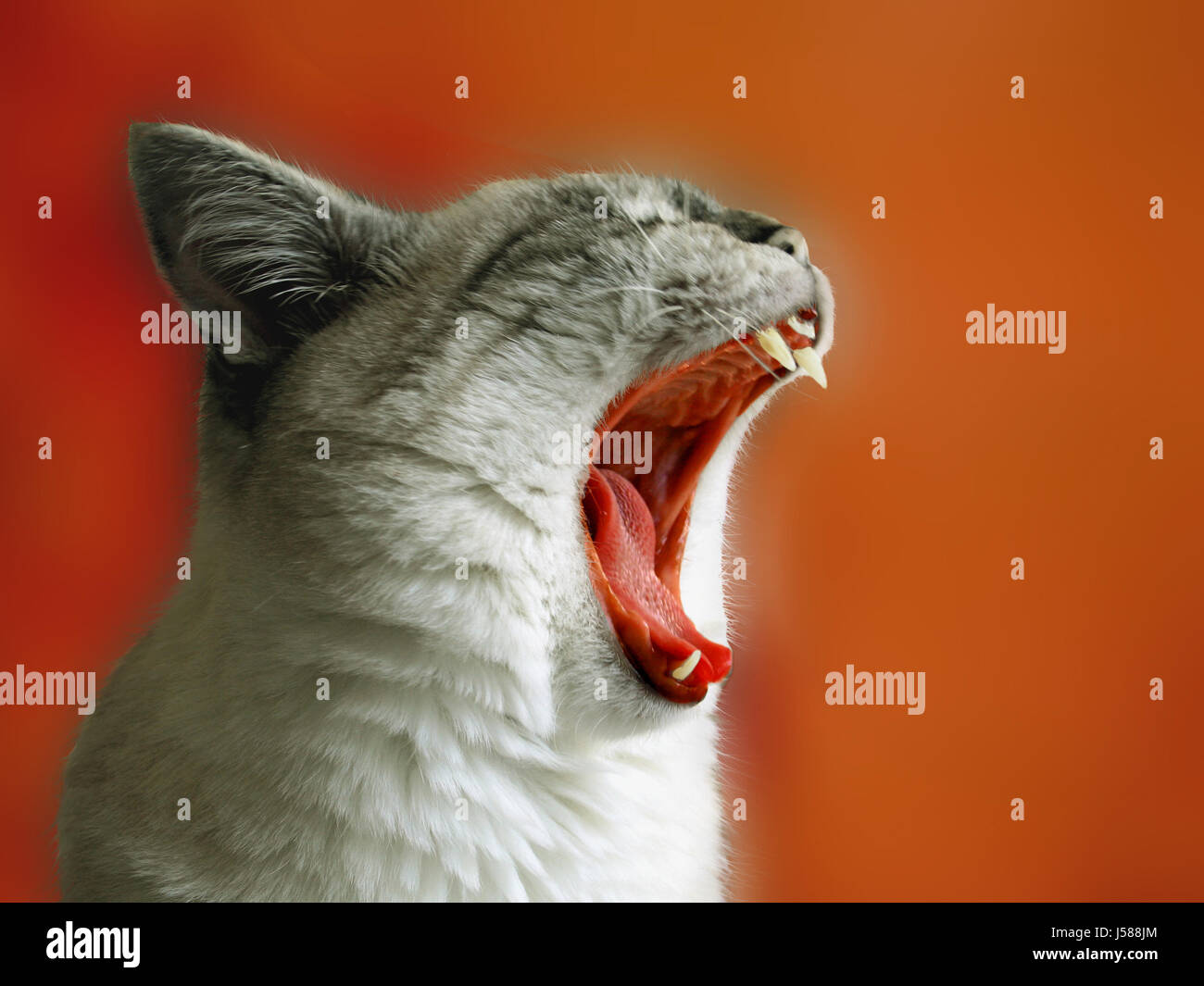 animal pet mouth teeth tongue rough big cat feline predator tooth tired ...