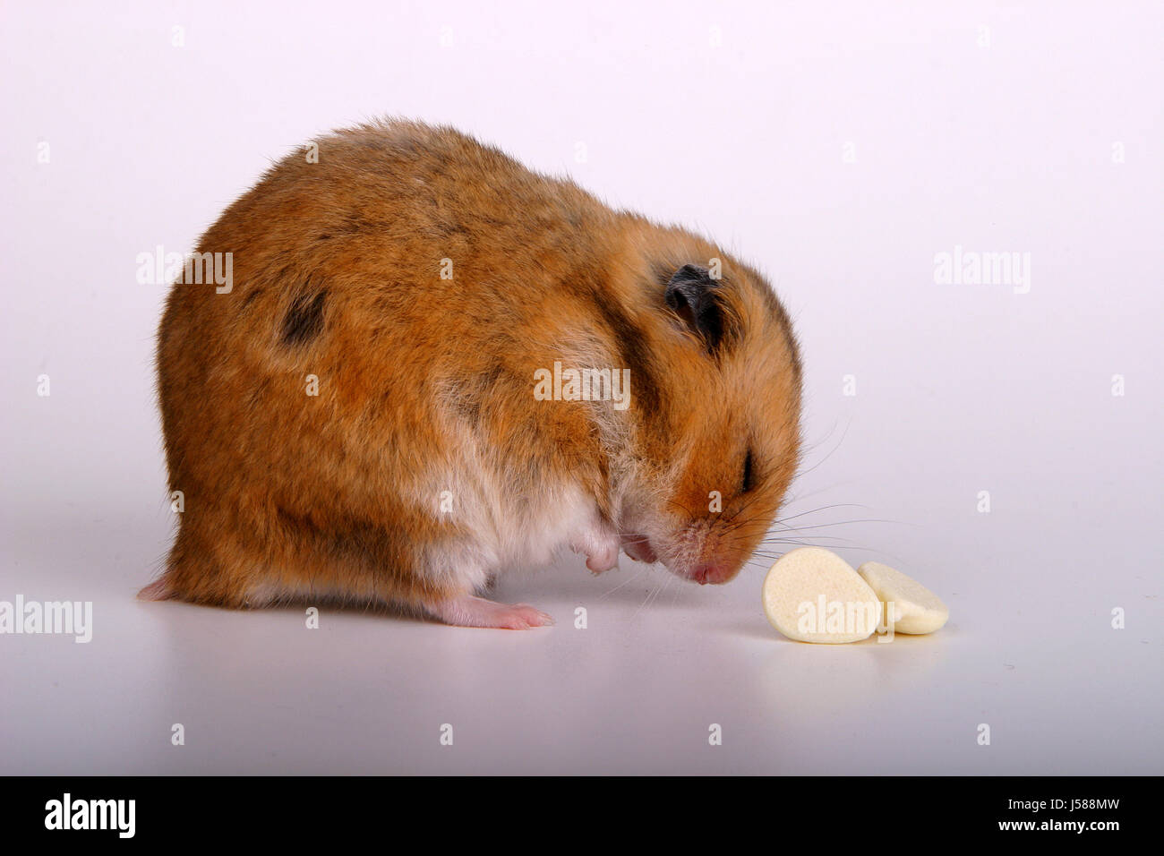 Gold hamster hi-res stock photography and images - Alamy
