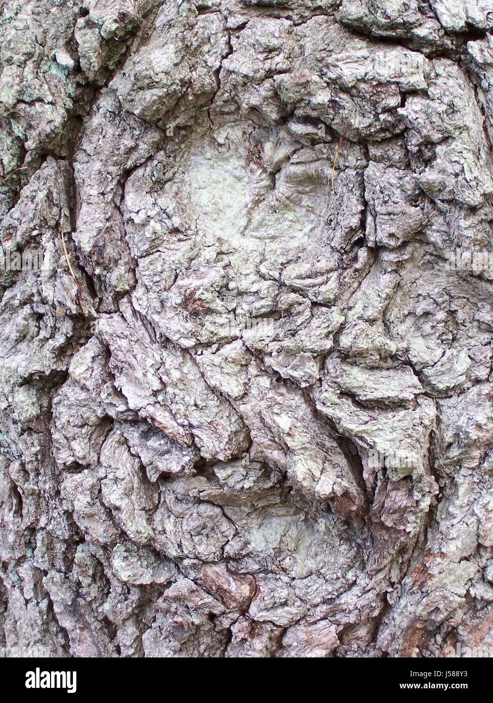 Face Scars High Resolution Stock Photography and Images - Alamy