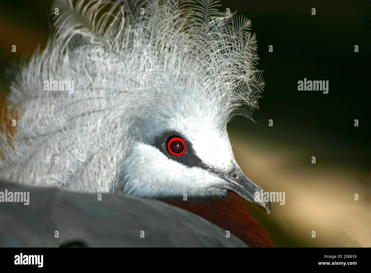 Crown of cap hi-res stock photography and images - Alamy