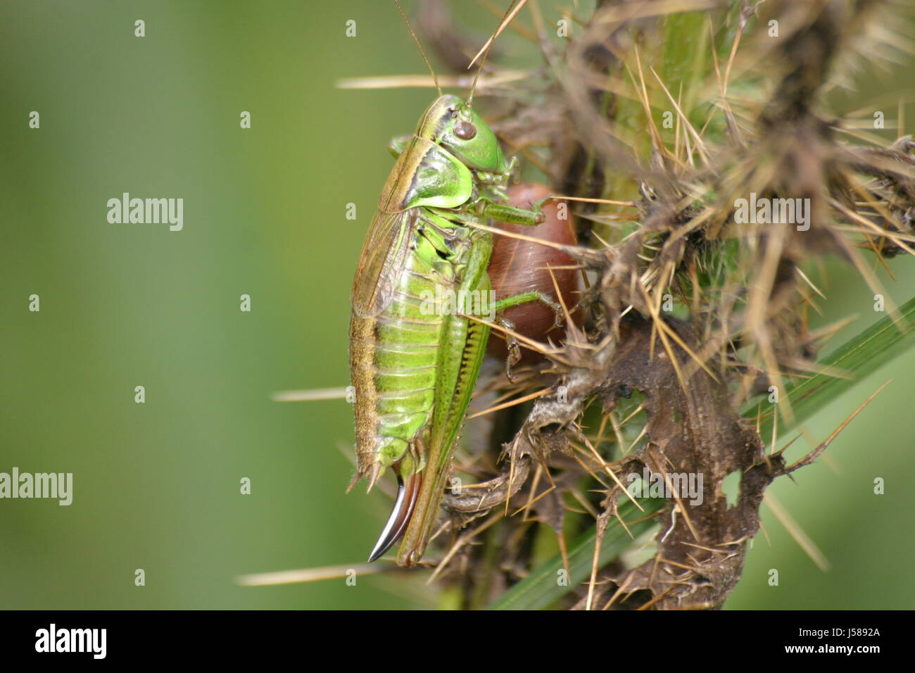 insect green snail snail shell thistle grasshopper downwards ...