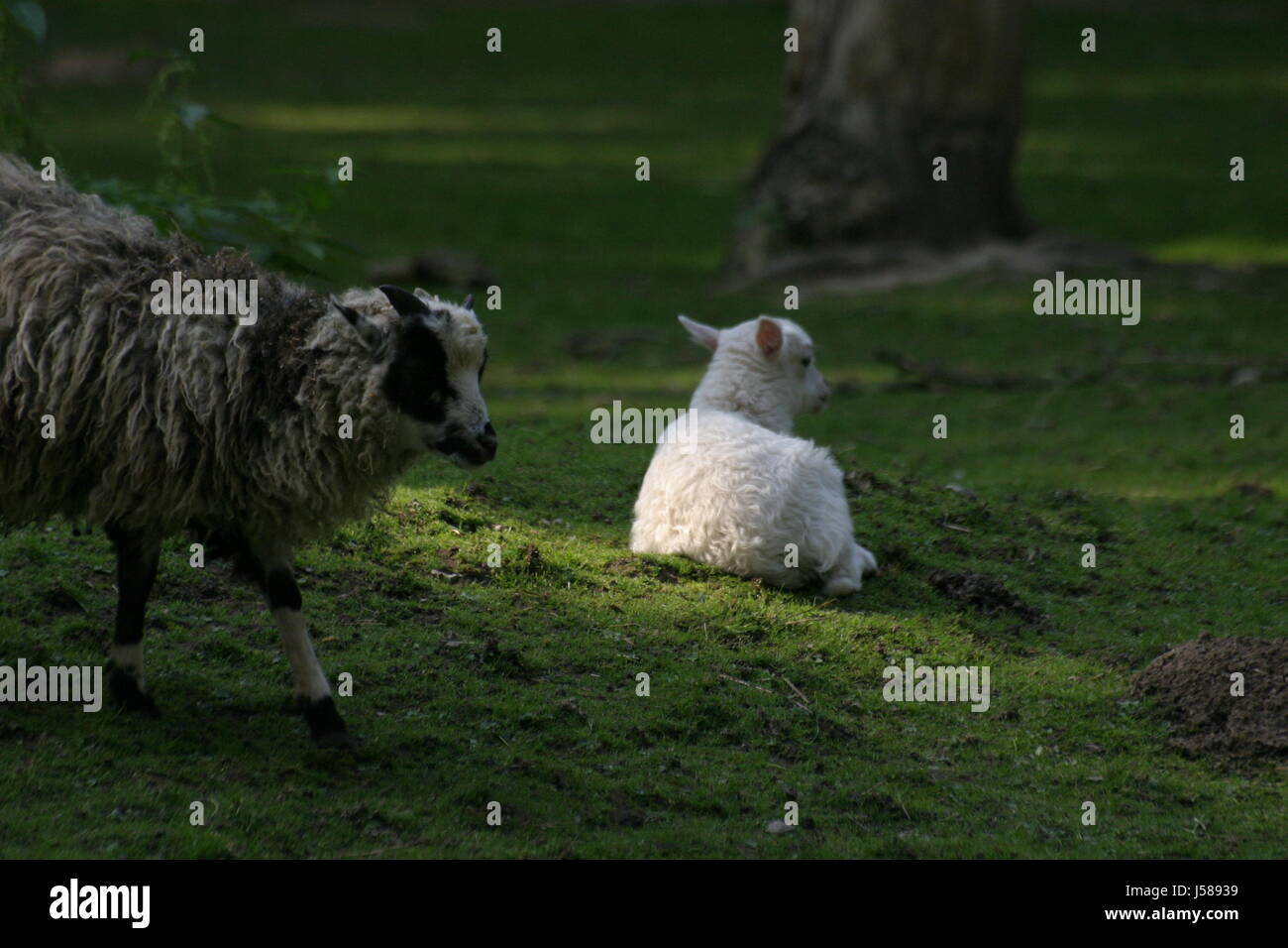 pet agriculture farming pets sheep sheep farming wool livestock sheep ...