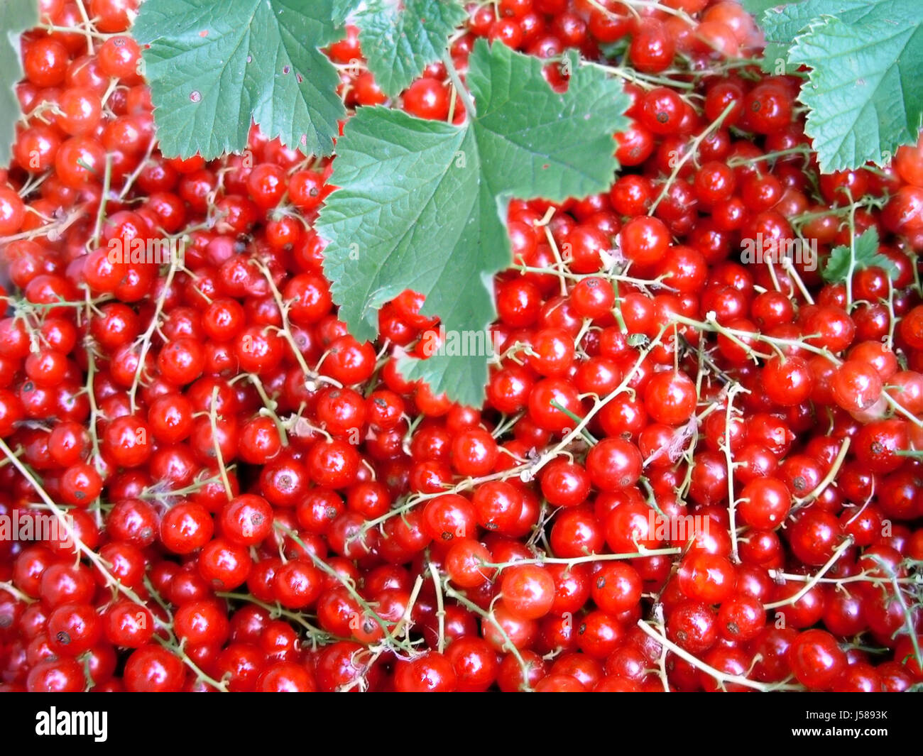 Ribes Spec High Resolution Stock Photography and Images - Alamy