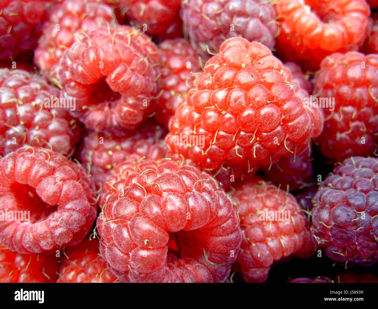 raspberry (lat. rubus idaeus Stock Photo - Alamy