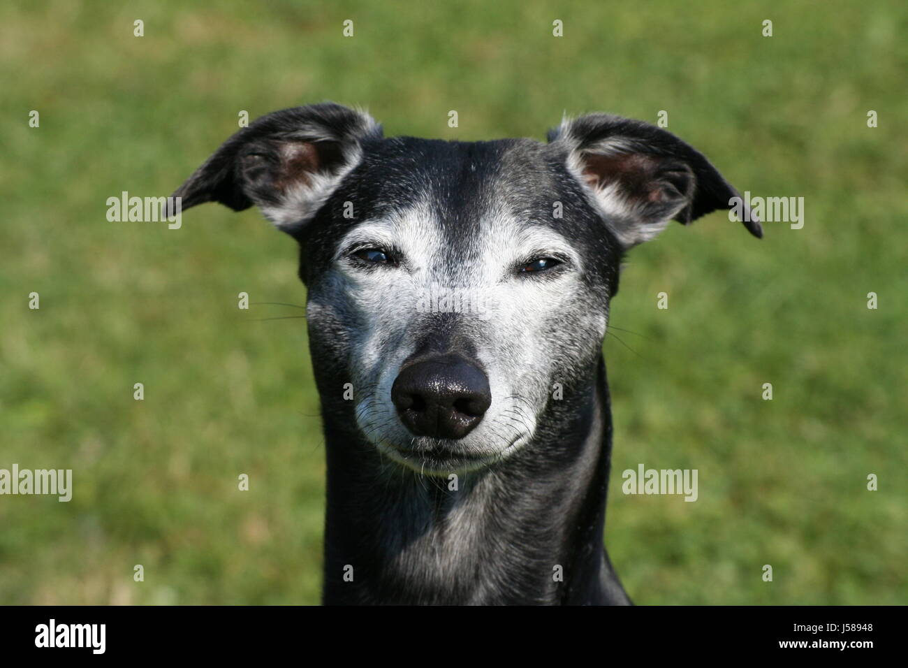 green black swarthy jetblack deep black eyes blank european caucasian ...