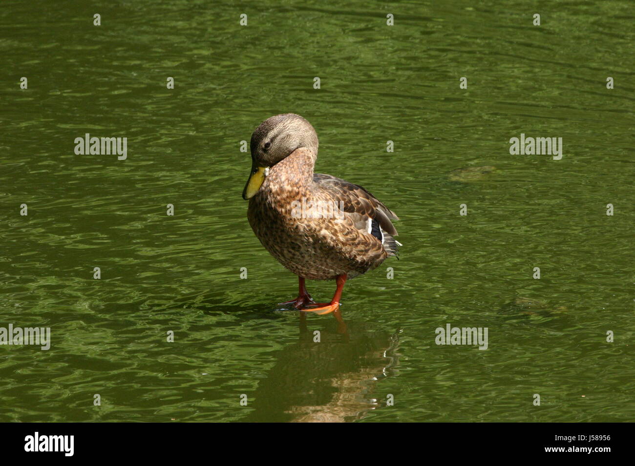 brown brownish brunette beak stands surface furbish fins fresh water ...