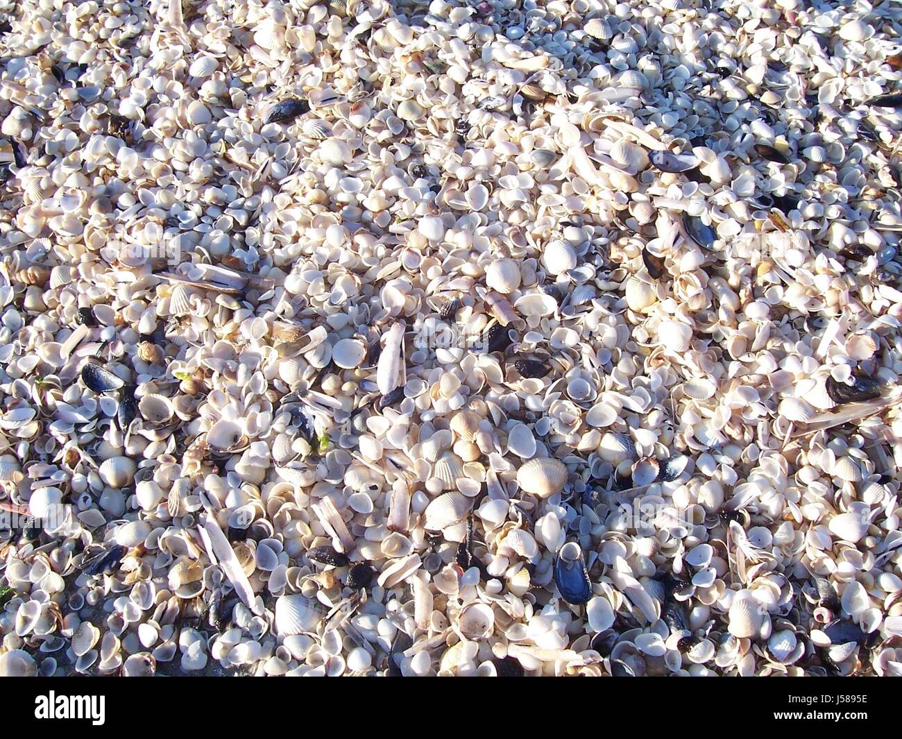 beach seaside the beach seashore shell water baltic sea salt water sea ...