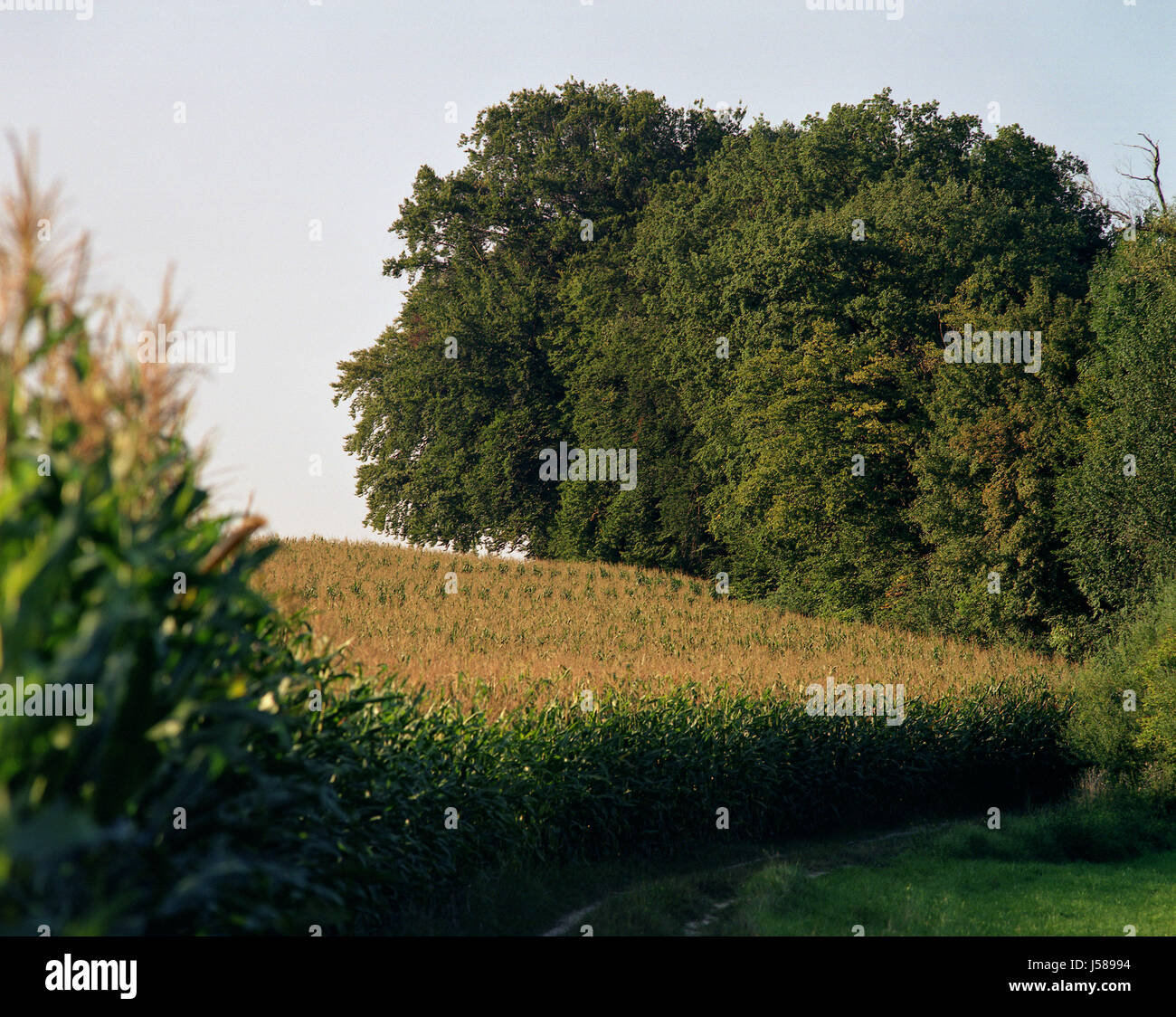 book bucolic agriculture farming field bavaria fields recuperation corn ...