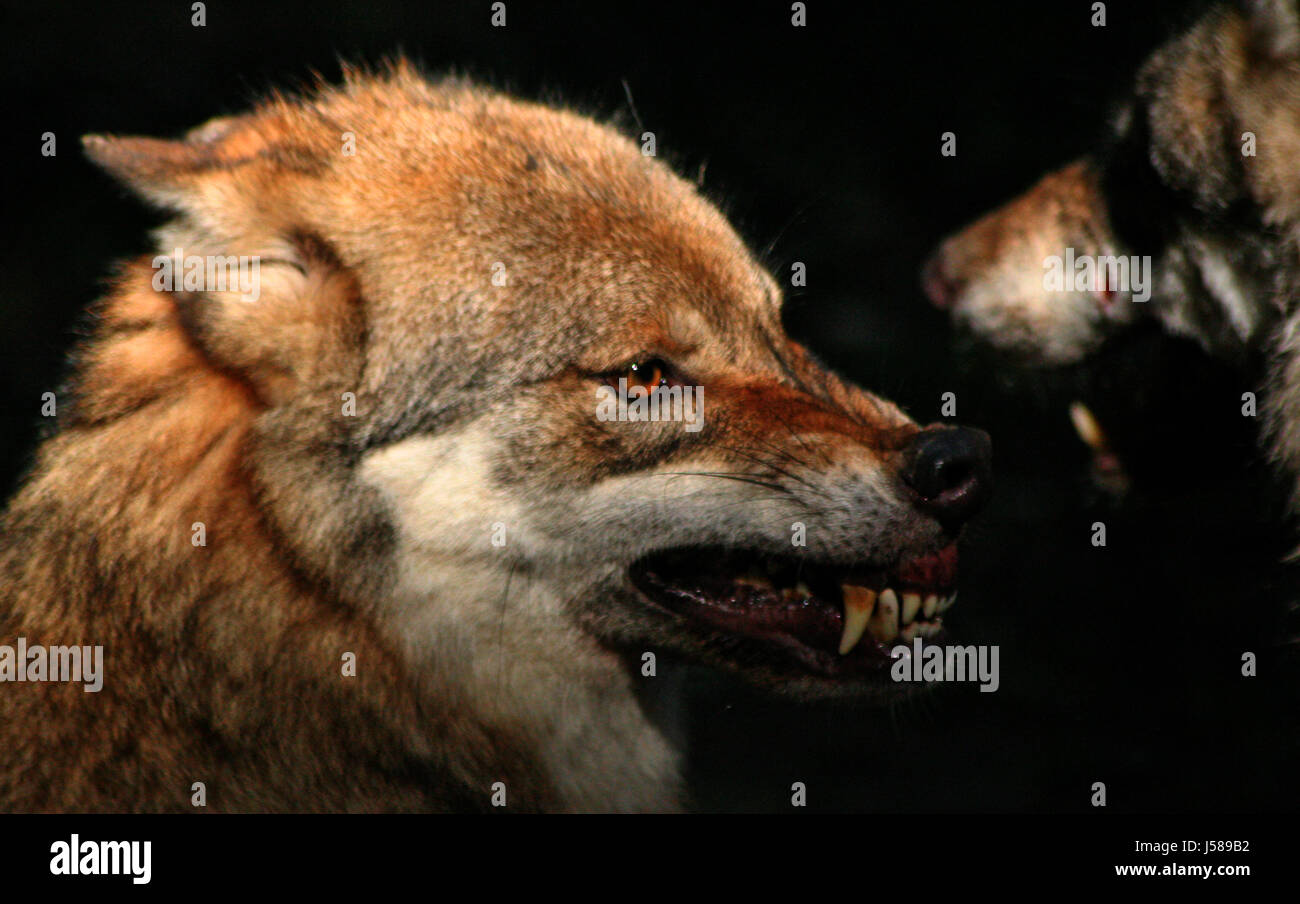 danger teeth wild pine skin caution wound tooth rage wolf mystic defend ...