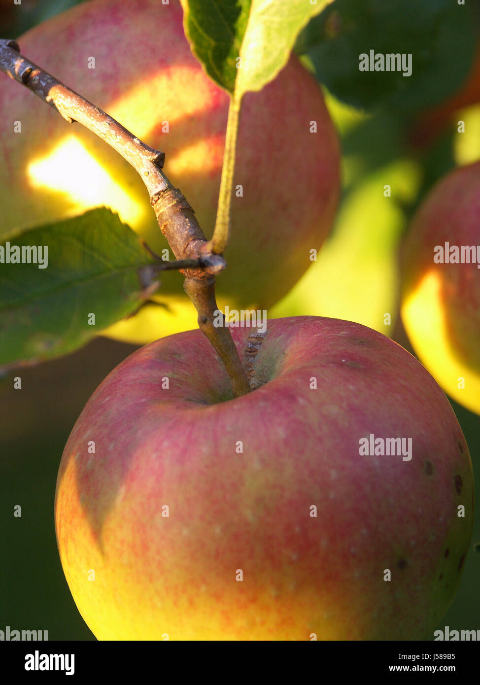 Apfel am baum hi-res stock photography and images - Alamy