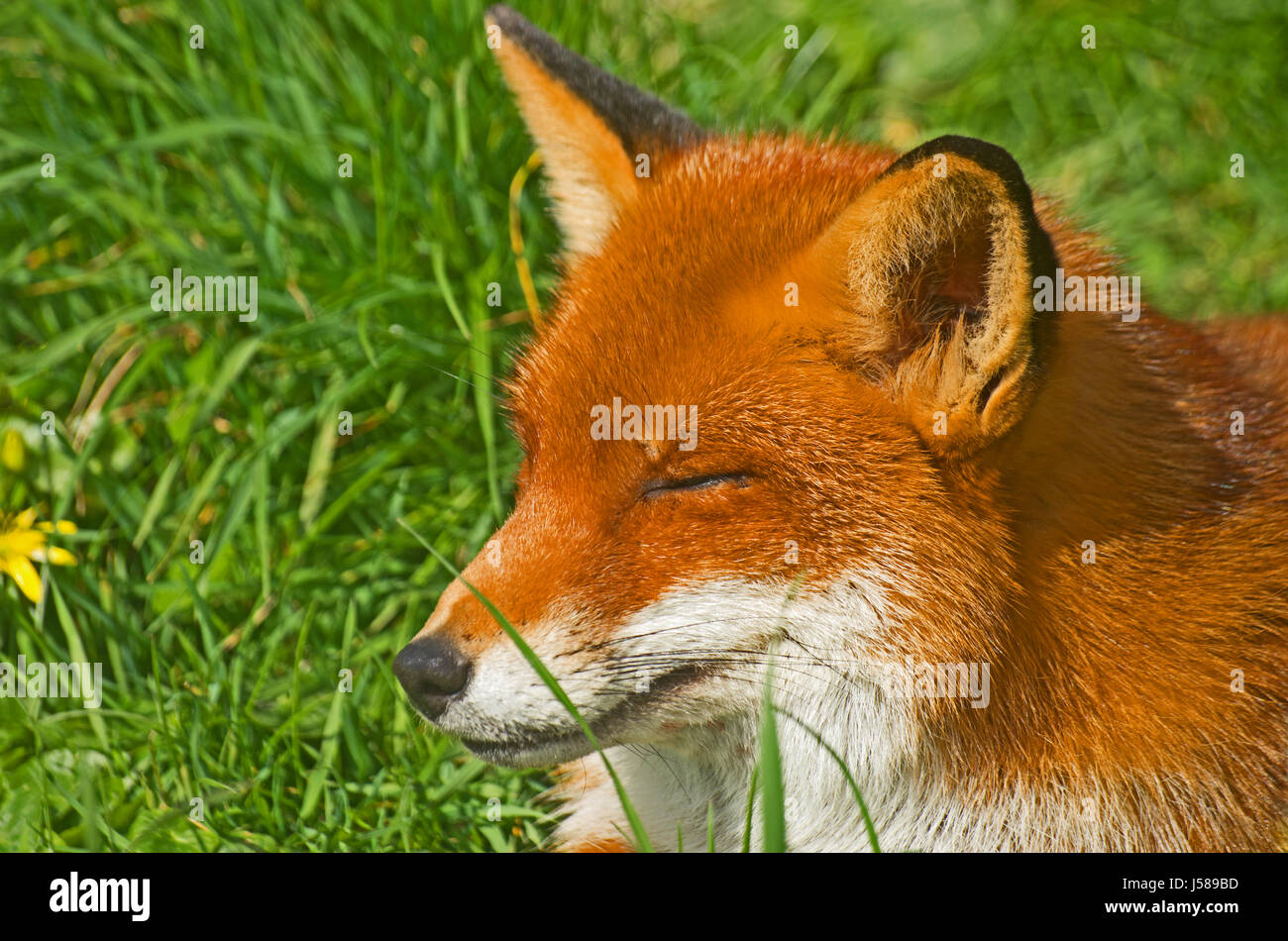 Red Fox Head, Vulpes Vulpes, Surrey, Captive Stock Photo - Alamy