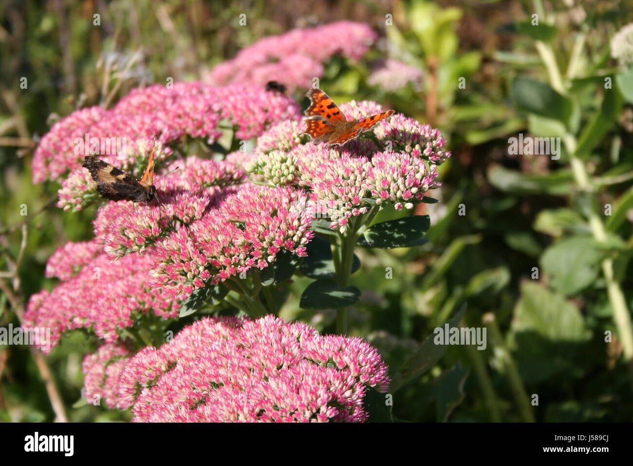 orange garden plant flower brown brownish brunette bloom blossom ...