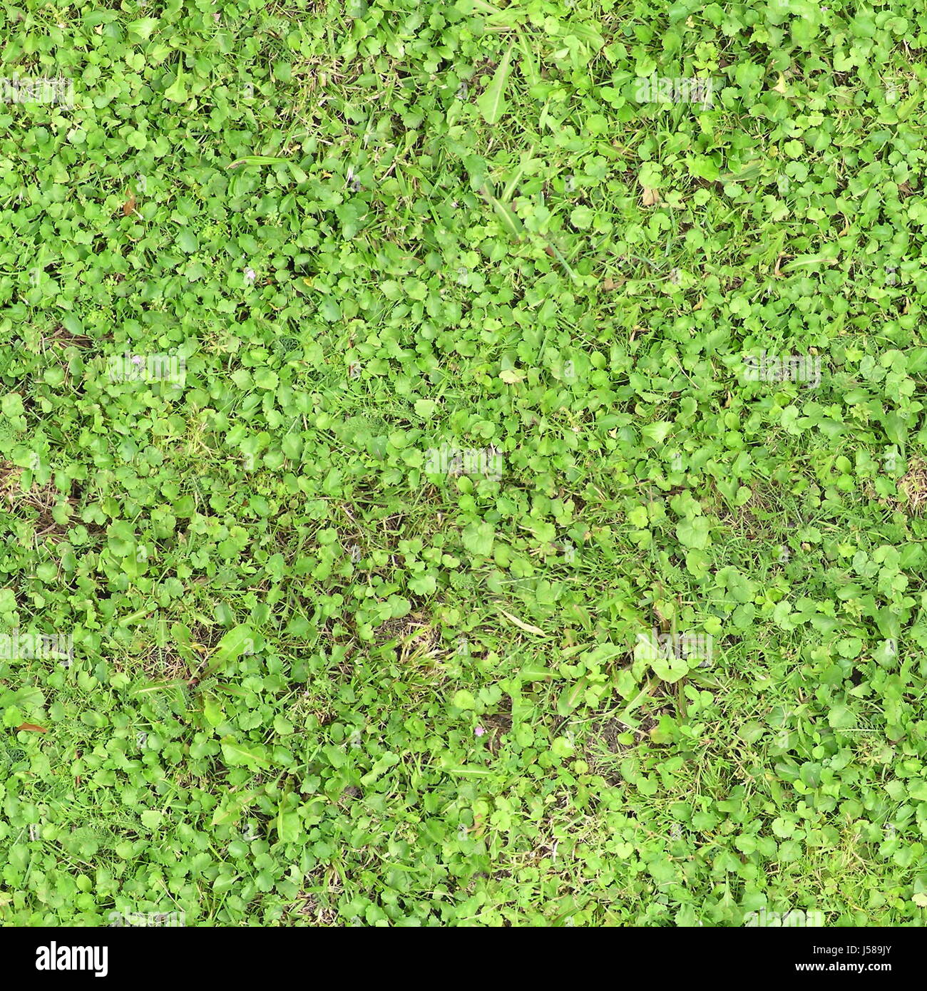 plant green meadows structures herb backgrounds seamless structure ...