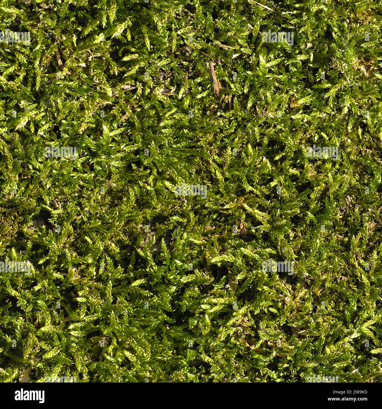 plant green moss structures backgrounds seamless structure backdrop ...
