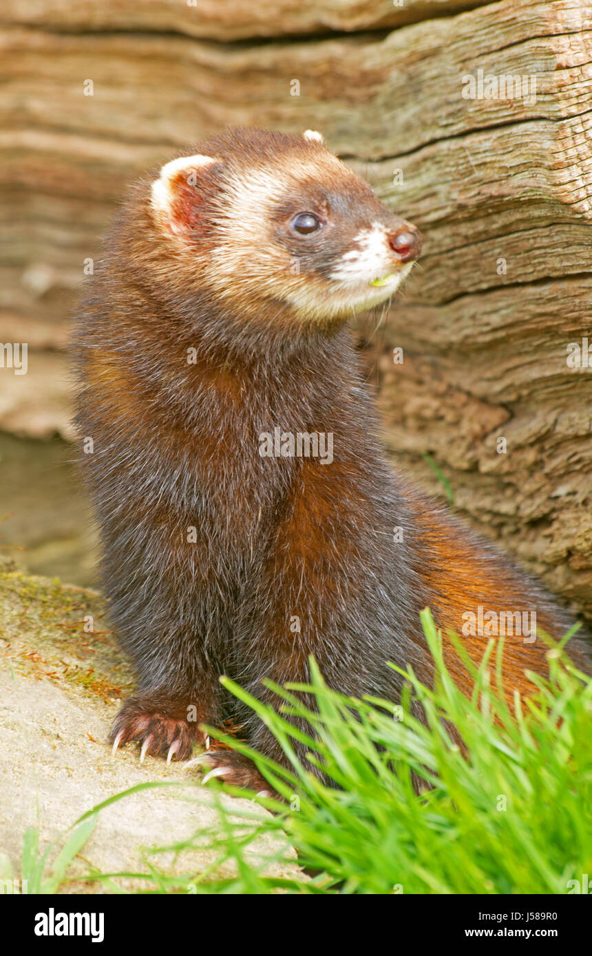 Mammal sit hi-res stock photography and images - Alamy