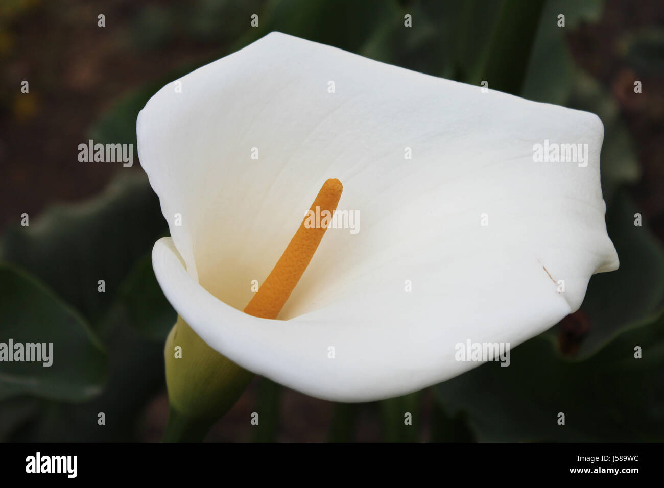 White calla lilly hi-res stock photography and images - Alamy