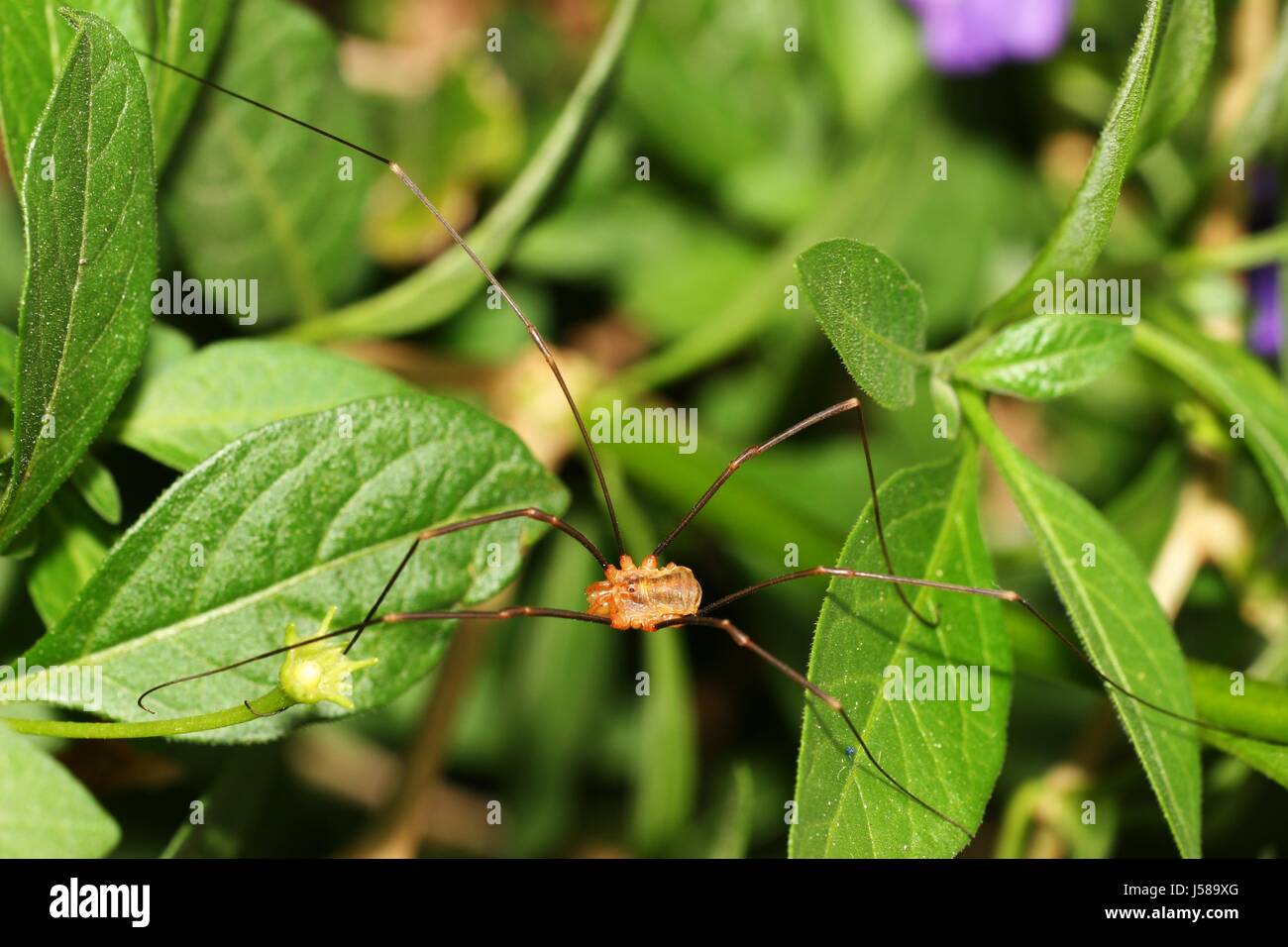 insect scrabble crawling green brown brownish brunette spider ...