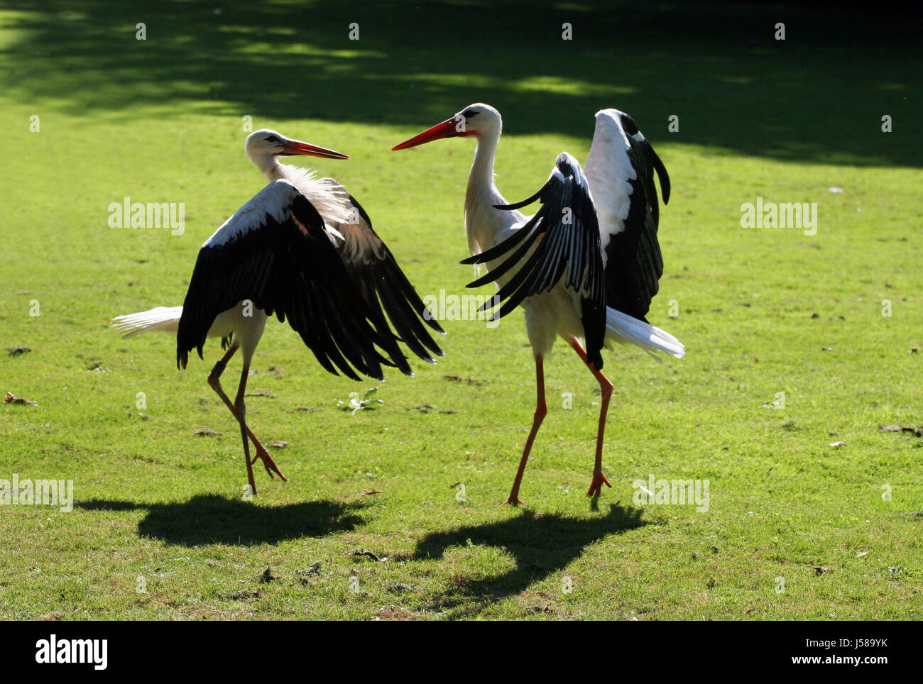 fight fighting beak storks attack beaks rivalry to shout at kmpfende ...