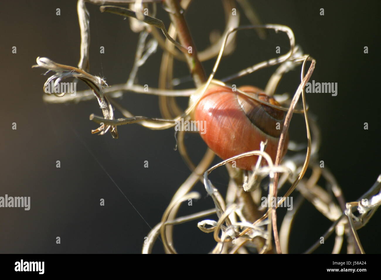 still life snail snail shell plant gehuseschnecke schnirkelschnecke ...